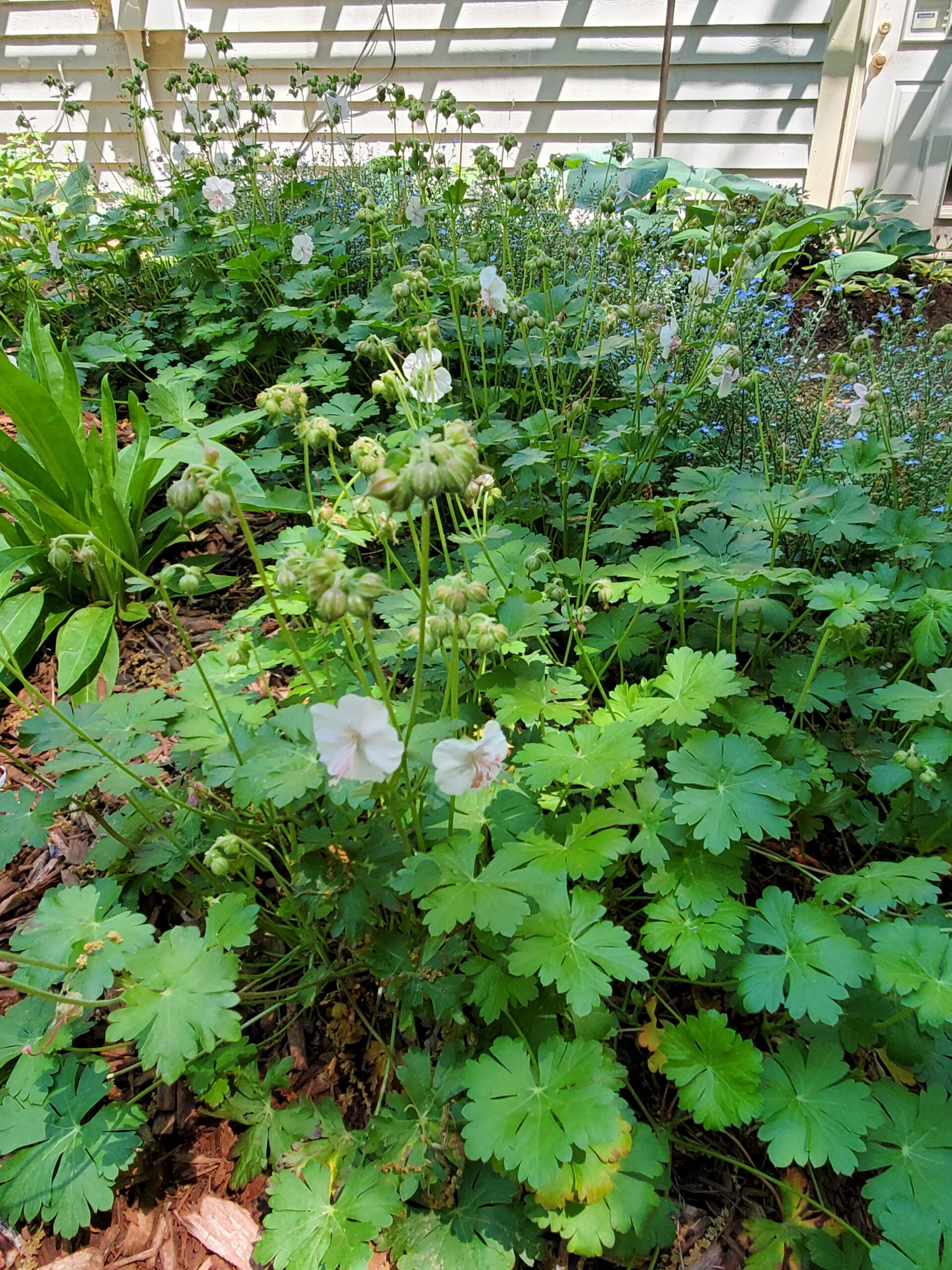 Naturalizing Perennials in the Garden Scheme