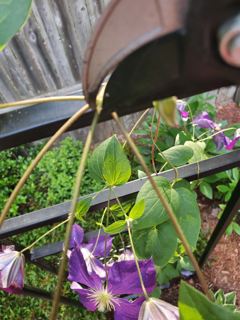 Pruning Pinching and Deadheading Perennial Plants