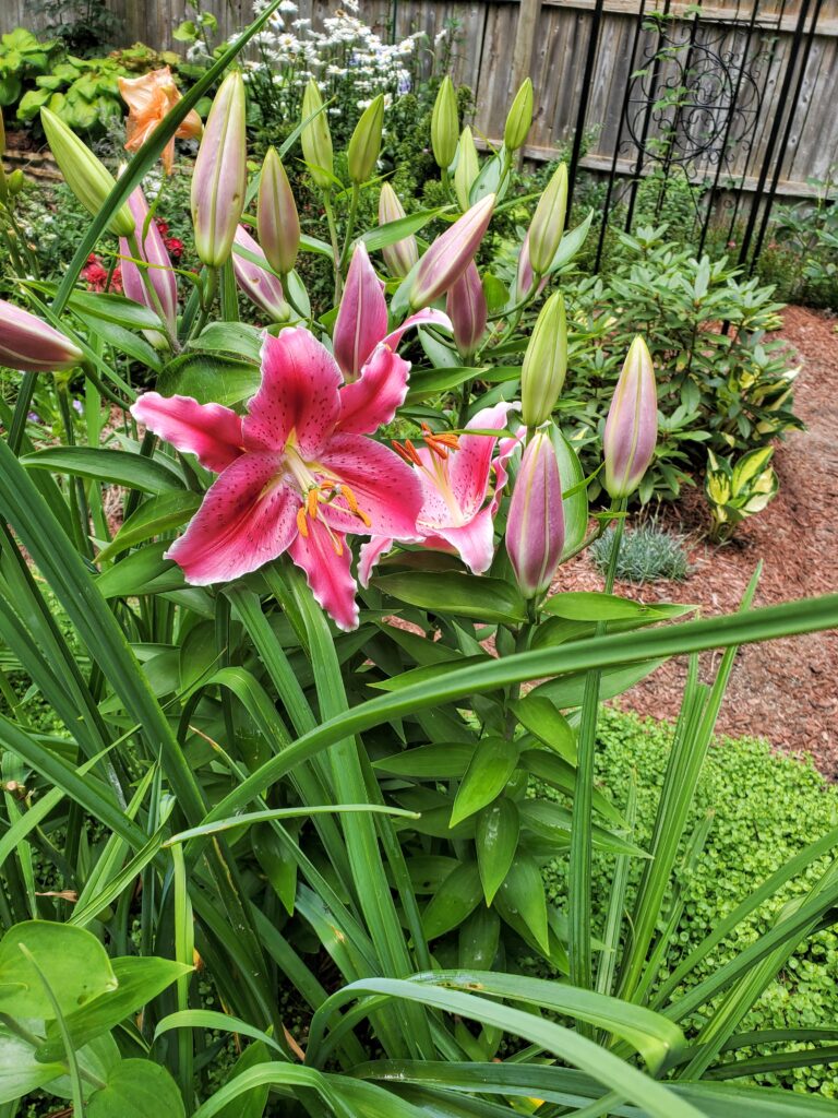 Daylilies and Oriental Lilies in July - The Renaissance Garden Guy