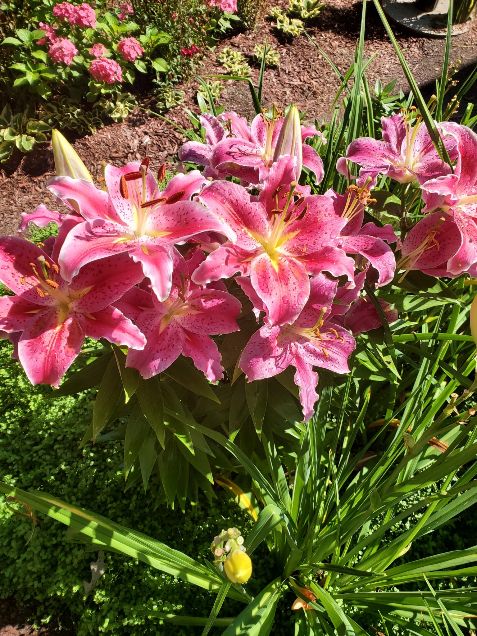 Daylilies and Oriental Lilies in July - The Renaissance Garden Guy