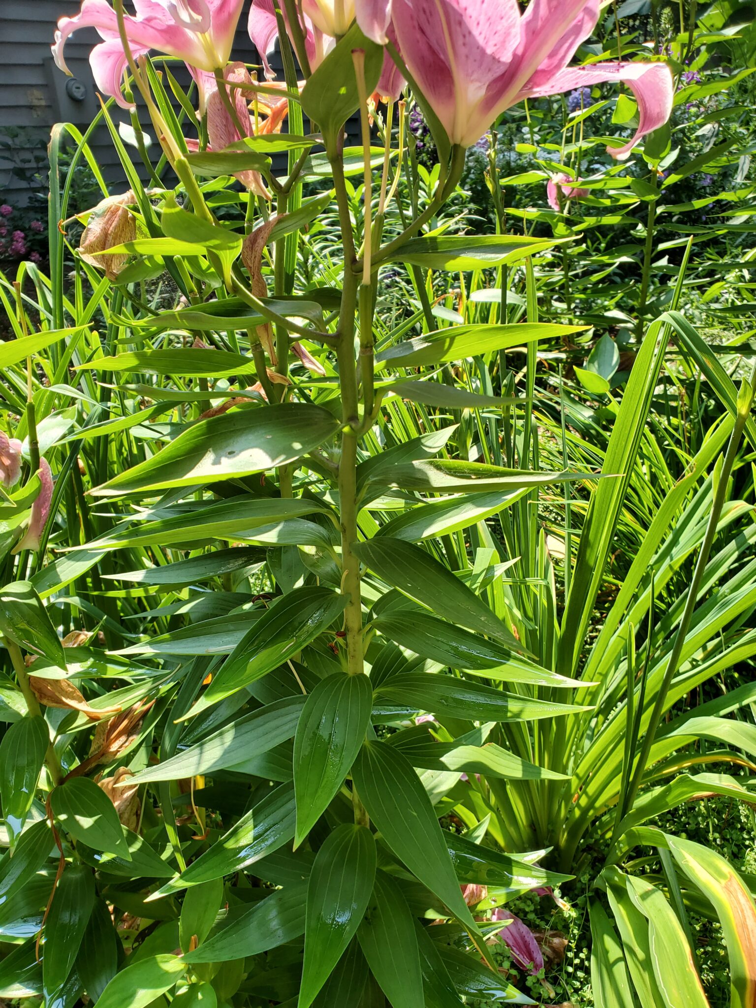 Daylilies and Oriental Lilies in July - The Renaissance Garden Guy