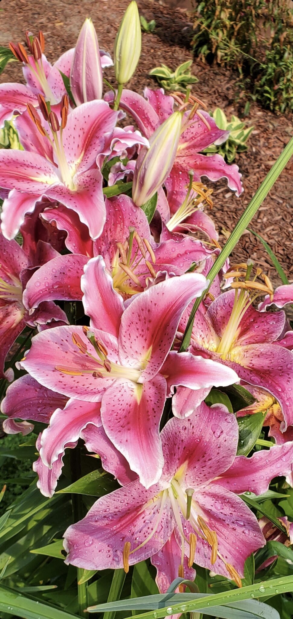 Daylilies and Oriental Lilies in July - The Renaissance Garden Guy