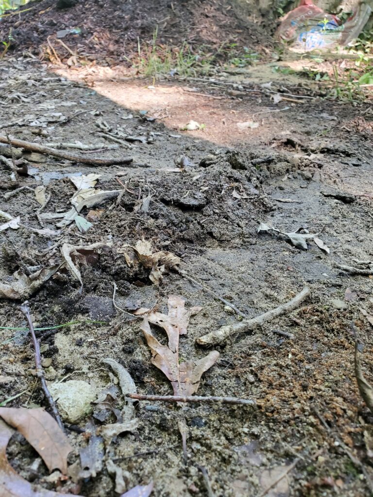 How to Deal with Moles Voles and Chipmunks Two- The Renaissance Garden Guy