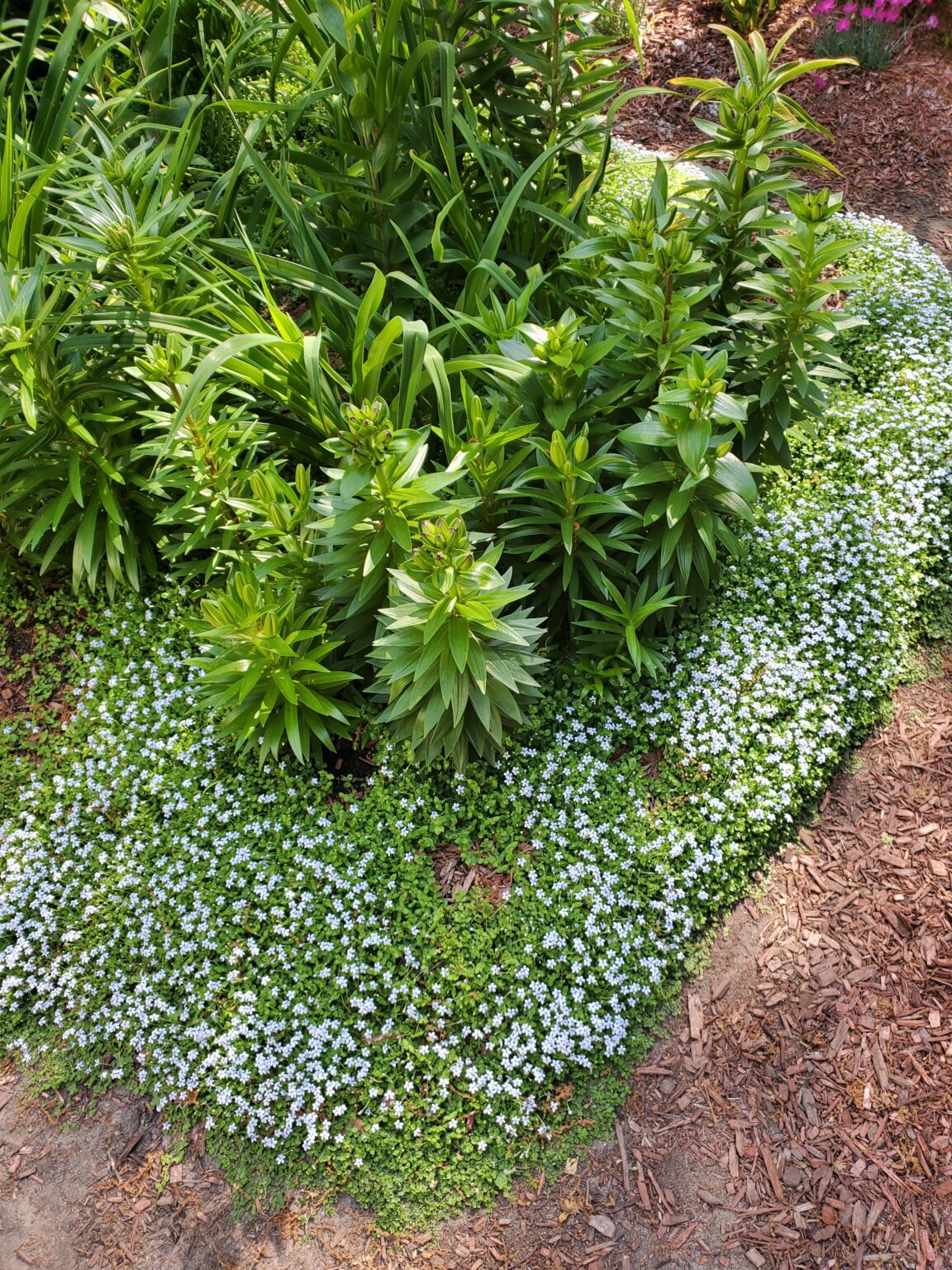 7 Super Perennial Groundcovers for Sun, Shade, and More - The ...