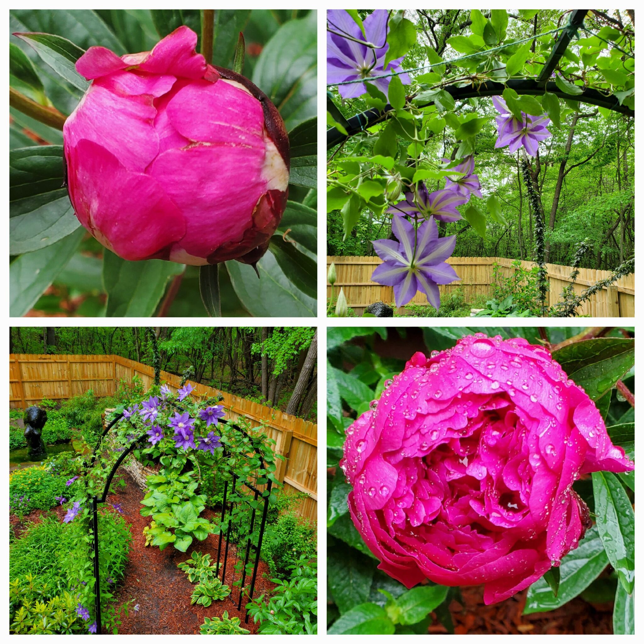 Readers, Show Me Your Gardens!!! - The Renaissance Garden Guy