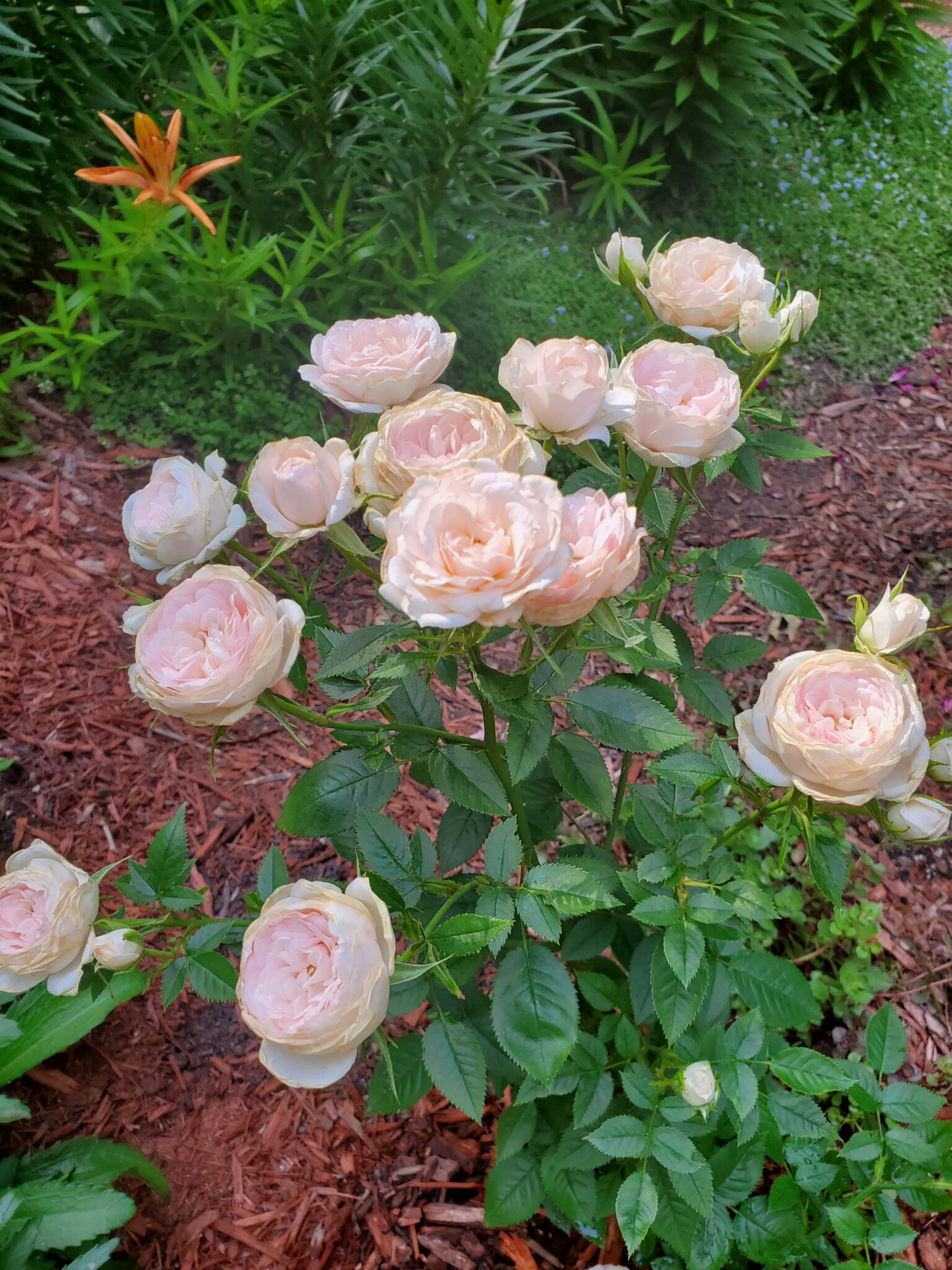 The Way to Prune and Deadhead Roses During the Growing Season, or, How ...