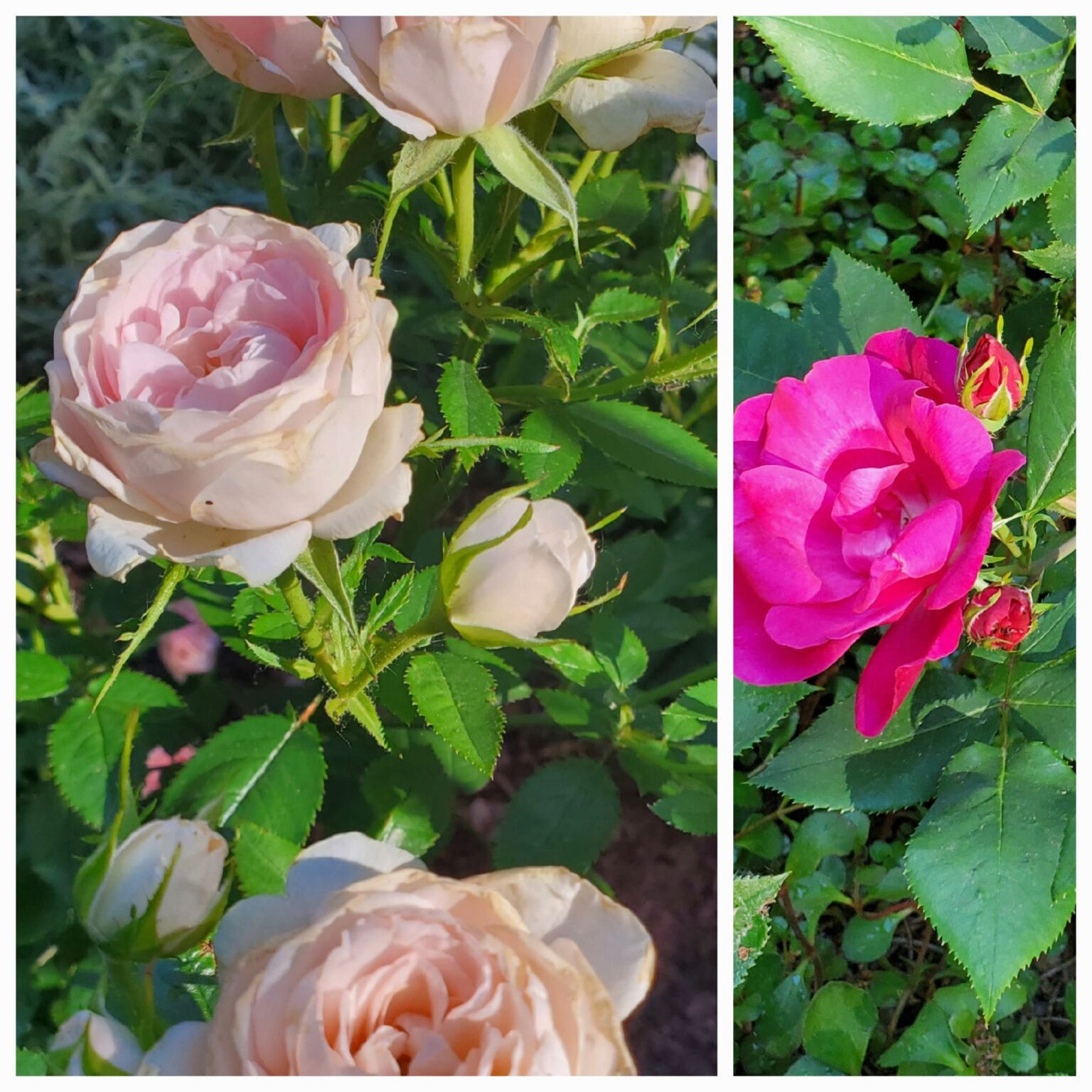 The Way to Prune and Deadhead Roses During the Growing Season, or, How ...
