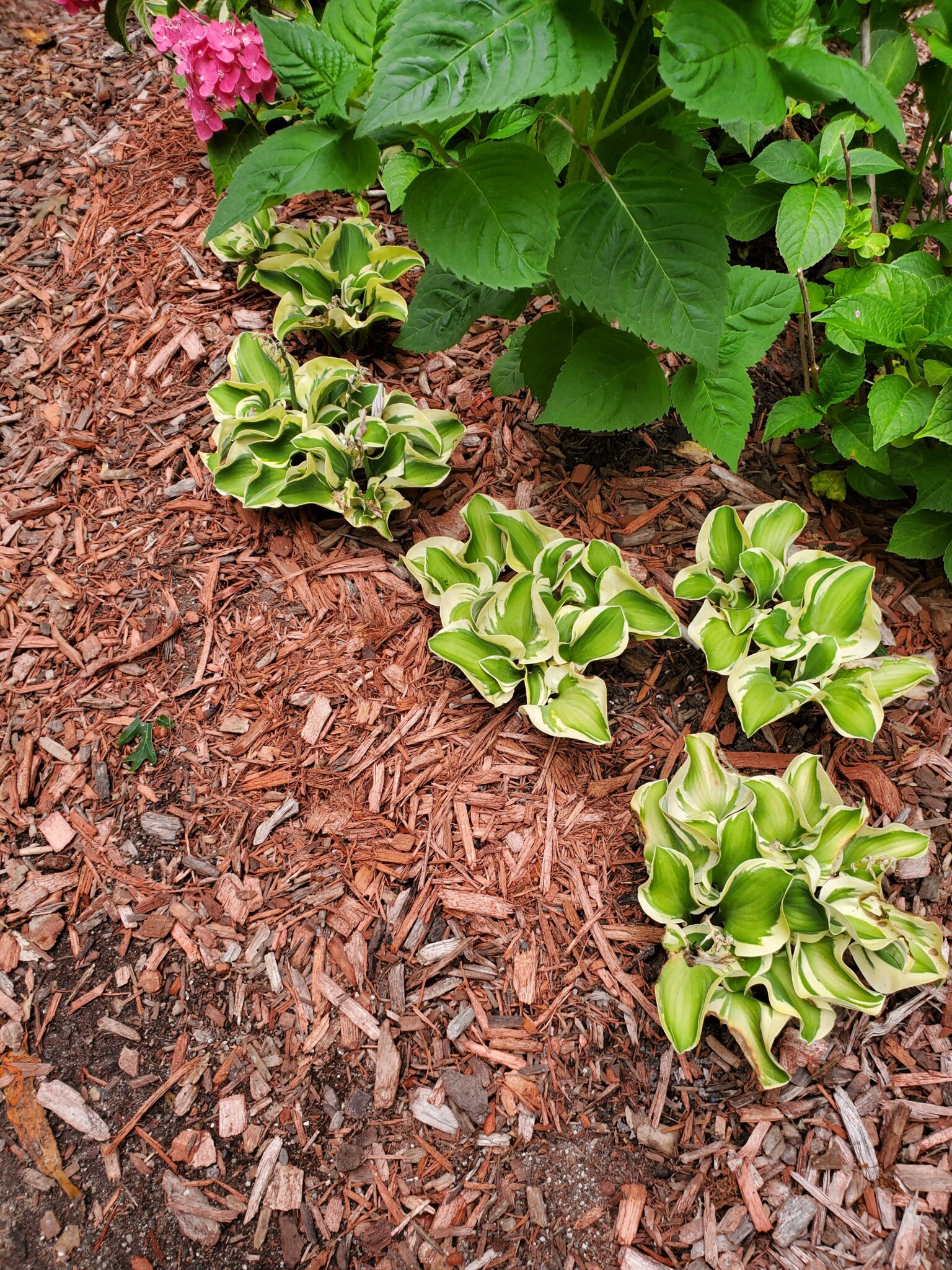 Green Up Your Garden with Hostas! - The Renaissance Garden Guy