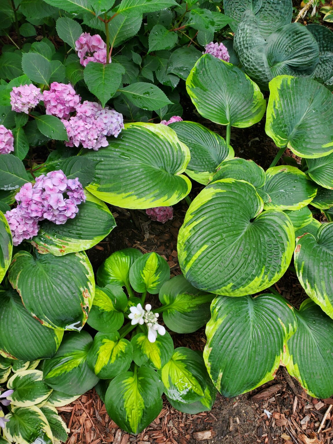 Green Up Your Garden with Hostas! - The Renaissance Garden Guy