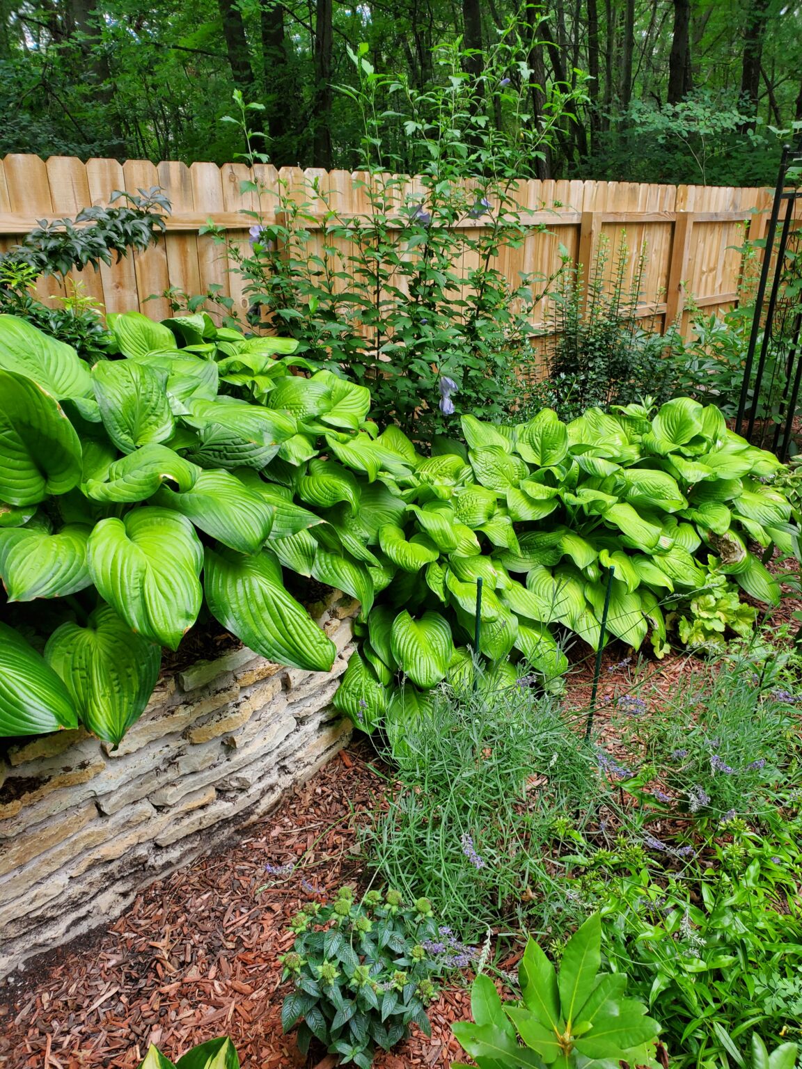 Green Up Your Garden with Hostas! - The Renaissance Garden Guy