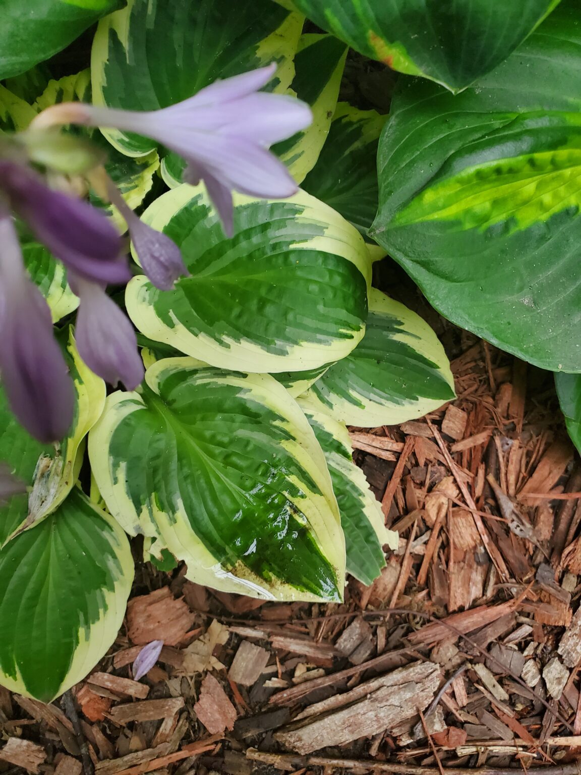 Green Up Your Garden with Hostas! - The Renaissance Garden Guy