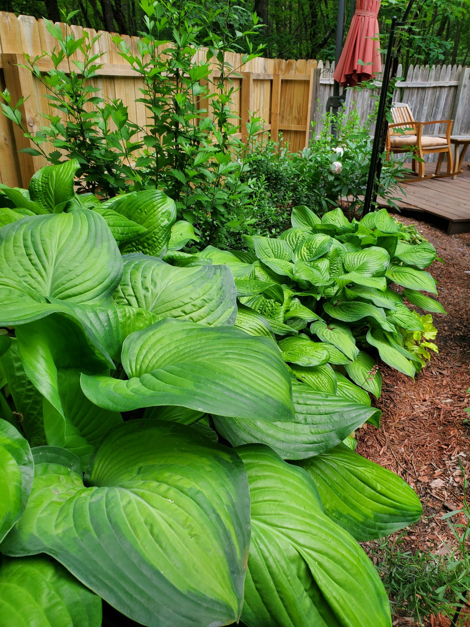 Green Up Your Garden with Hostas! - The Renaissance Garden Guy