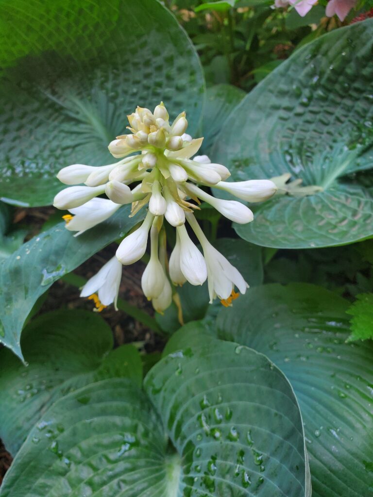 Green Up Your Garden with Hostas! - The Renaissance Garden Guy