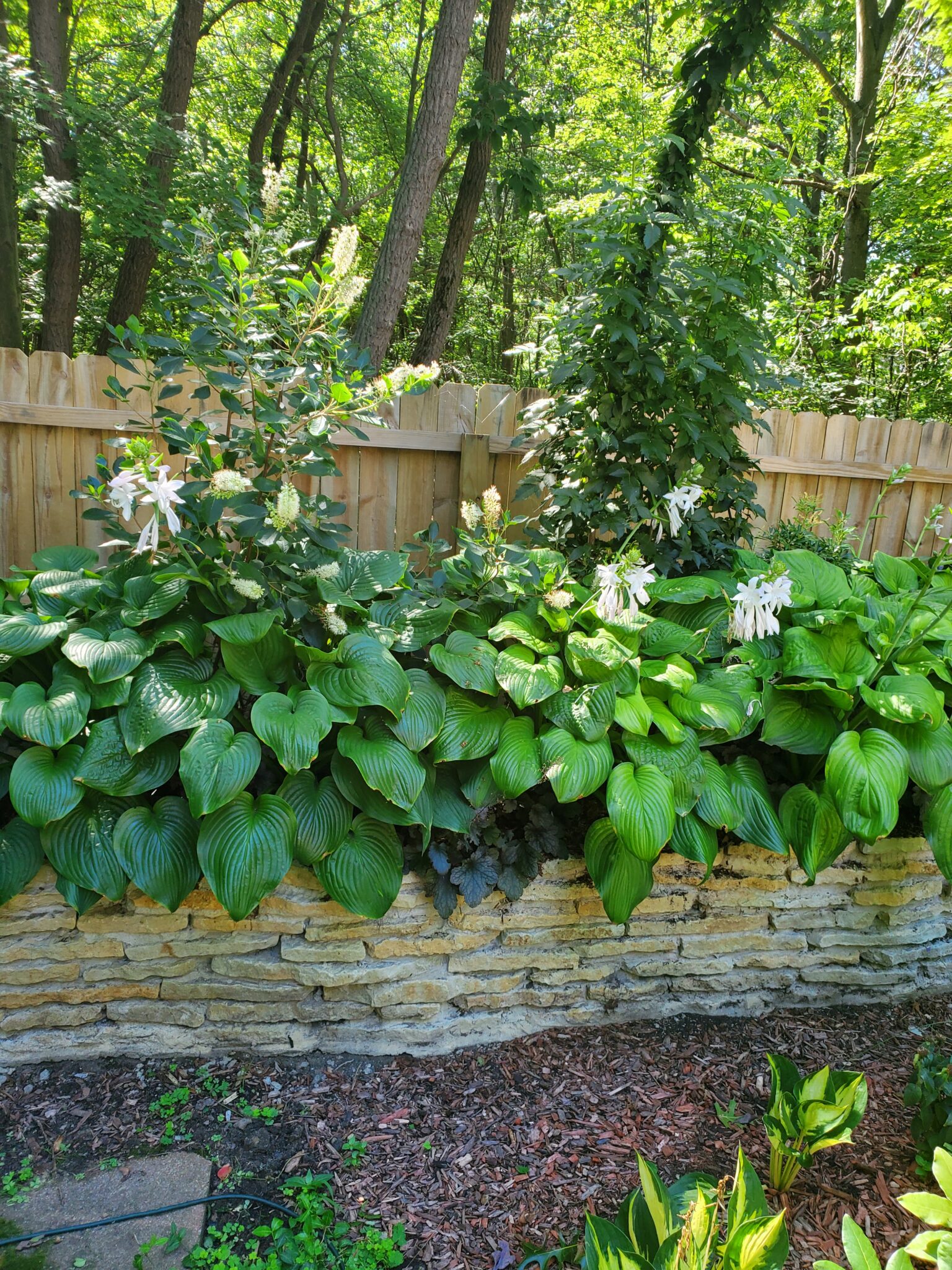 Green Up Your Garden with Hostas! - The Renaissance Garden Guy