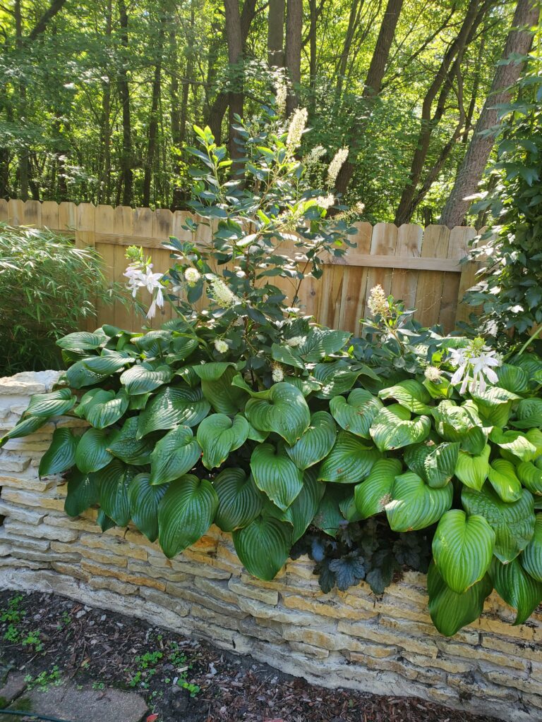 Green Up Your Garden with Hostas! - The Renaissance Garden Guy