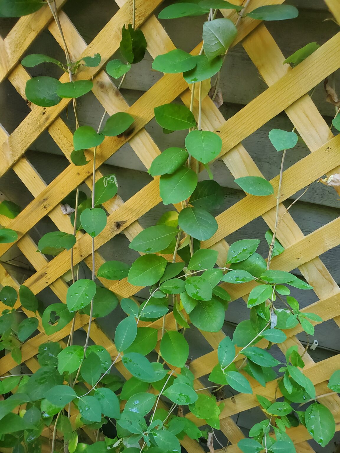 How Do Climbing Vines Actually Climb? - The Renaissance Garden Guy