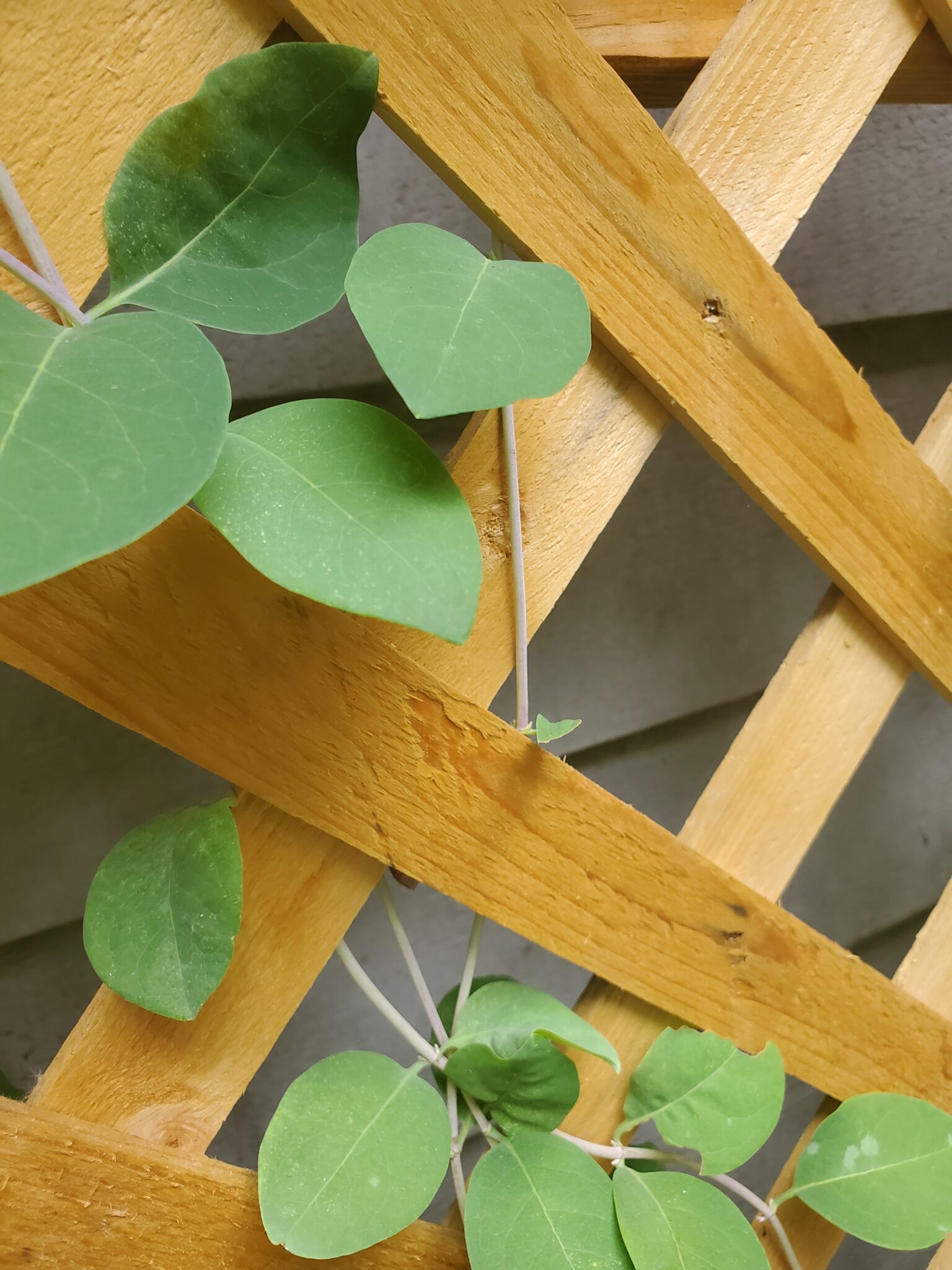 How Do Climbing Vines Actually Climb? - The Renaissance Garden Guy