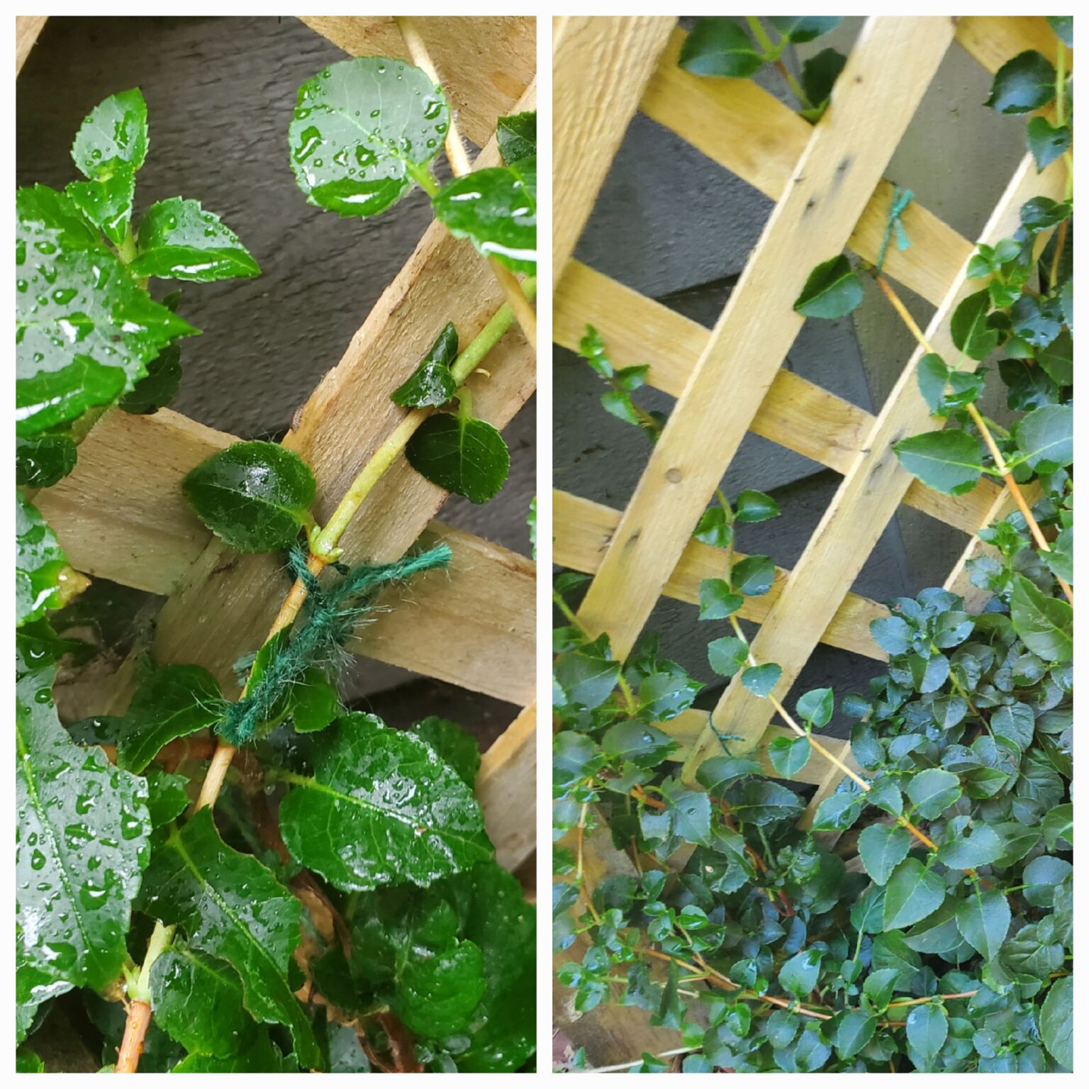 How Do Climbing Vines Actually Climb? - The Renaissance Garden Guy