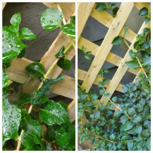 How Do Climbing Vines Actually Climb? - The Renaissance Garden Guy