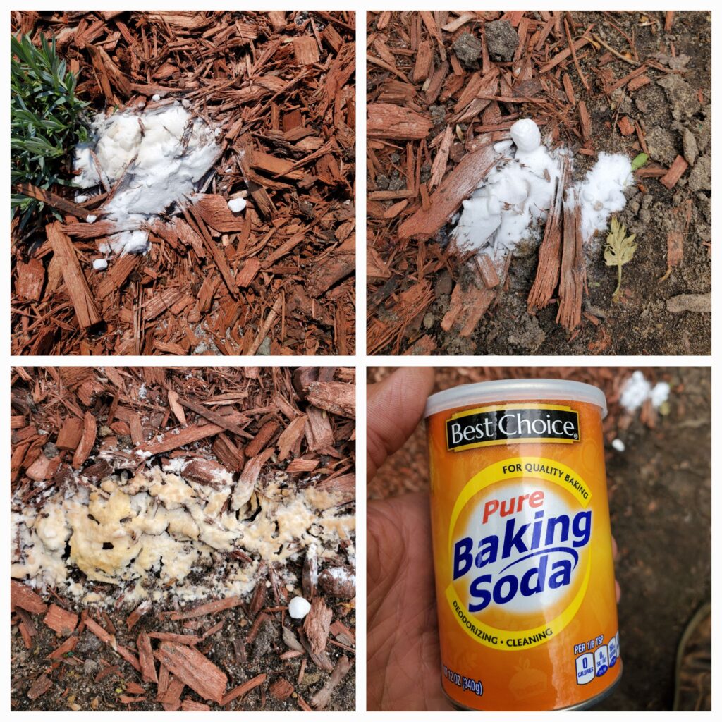 Weird and Stinky Fungus in Your Mulch? Get Rid of It Quick - The ...