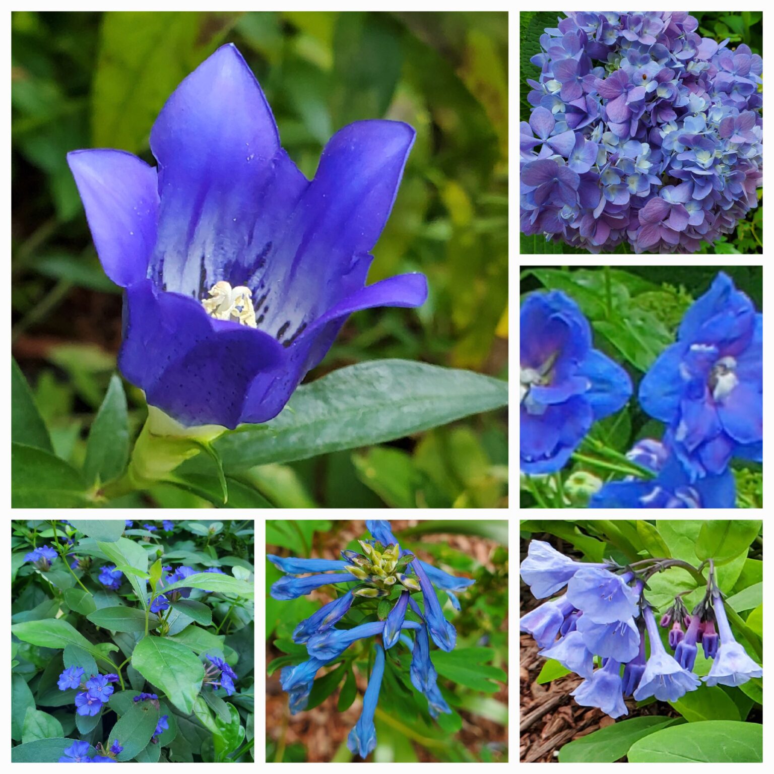 Beautiful Blue Garden Blooms - The Renaissance Garden Guy
