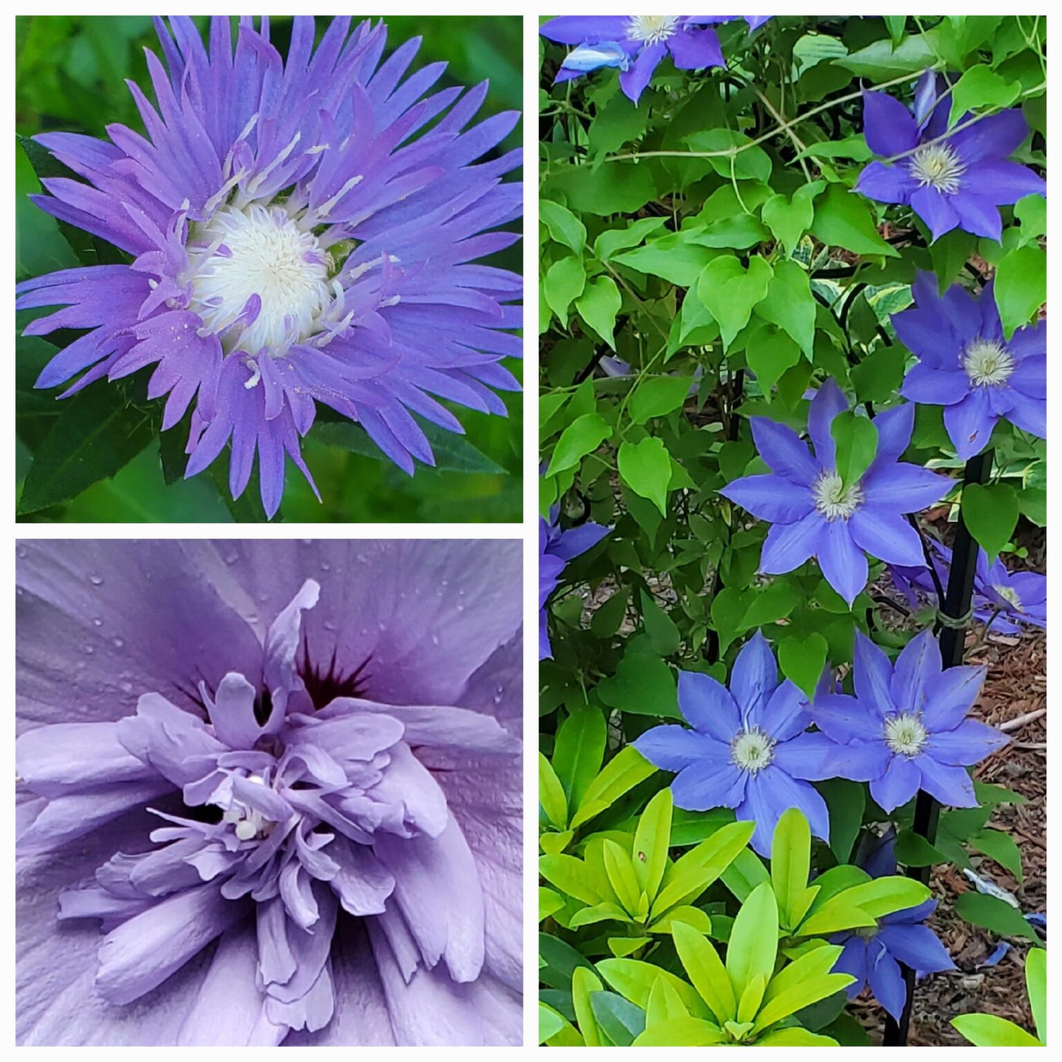 Beautiful Blue Garden Blooms - The Renaissance Garden Guy