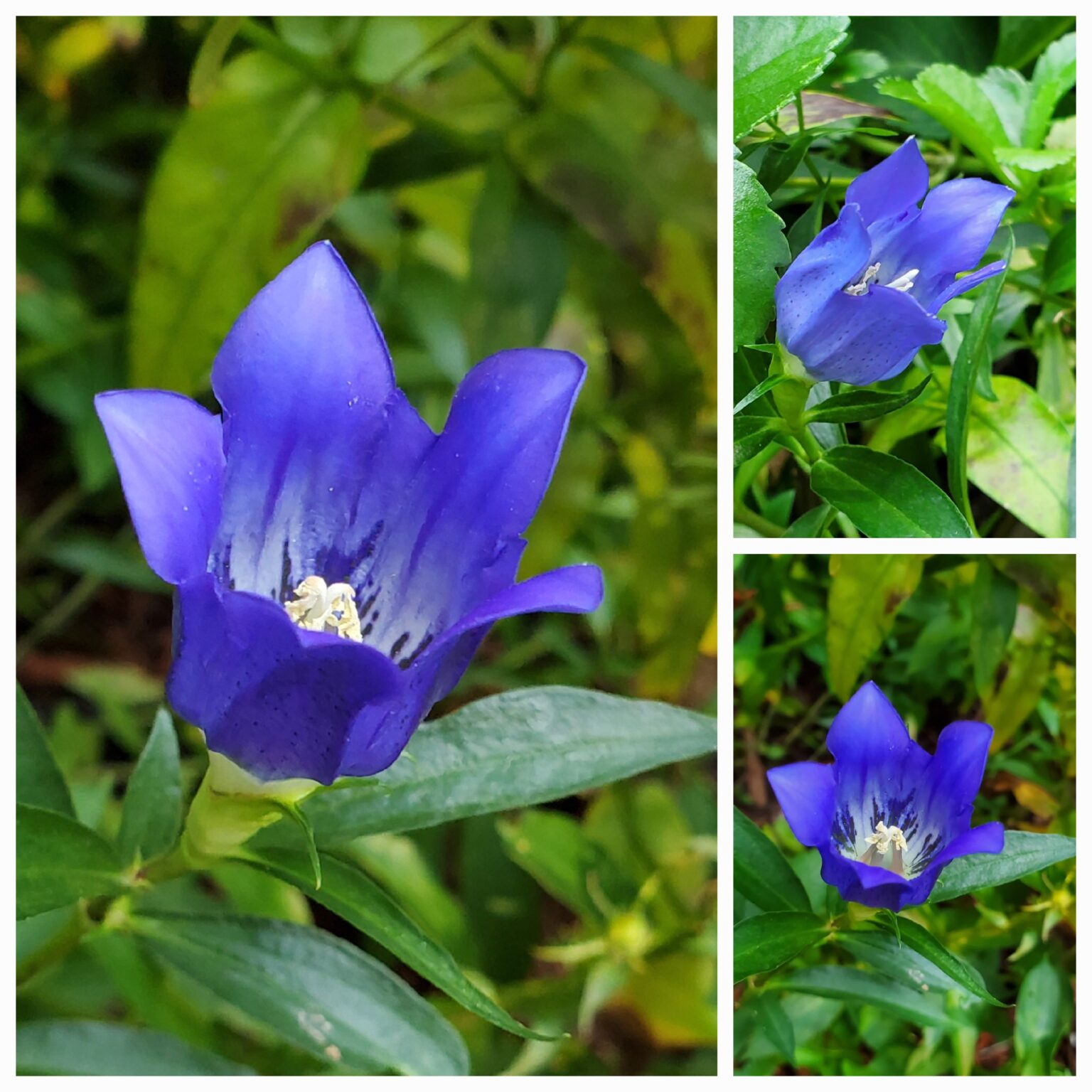 Beautiful Blue Garden Blooms - The Renaissance Garden Guy
