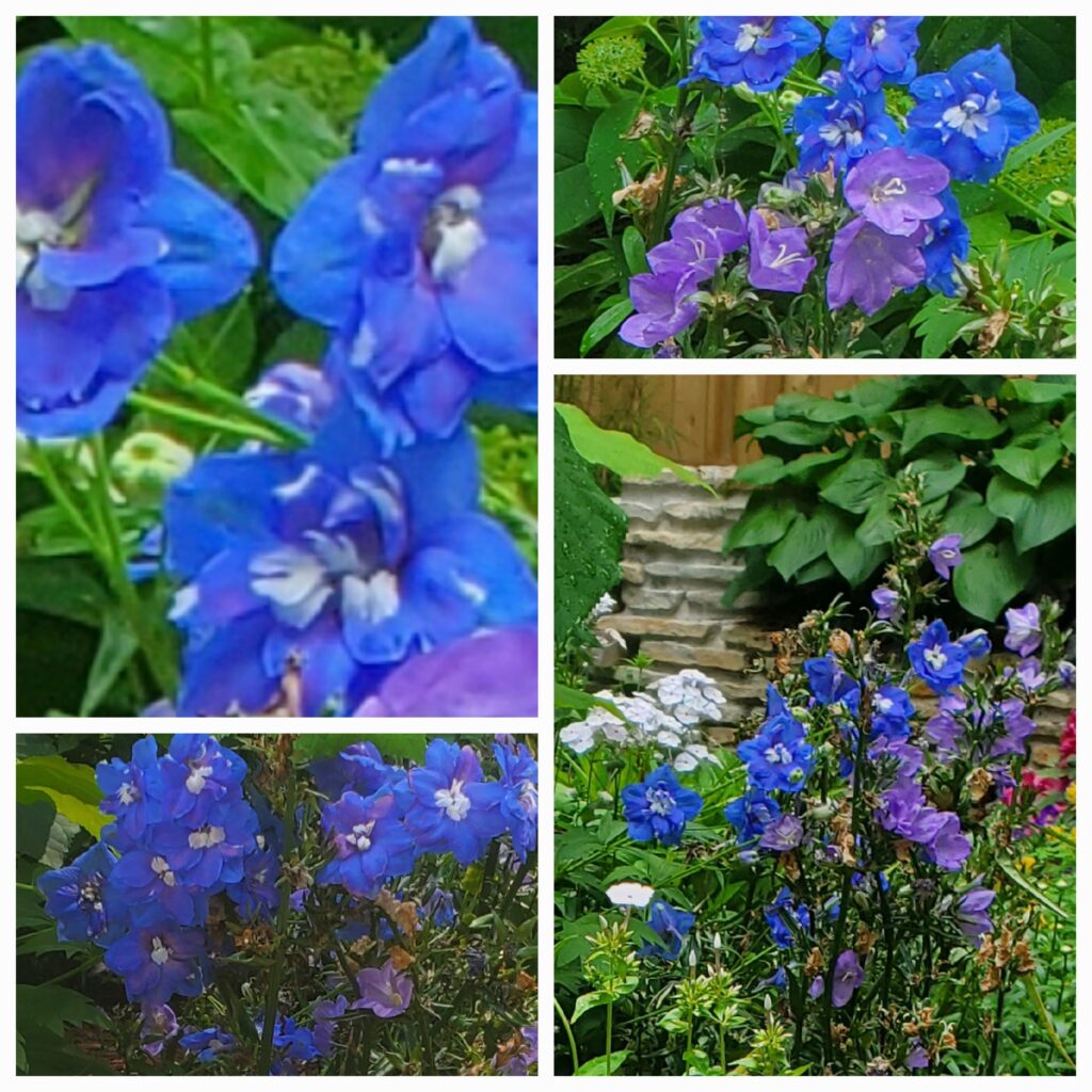 Beautiful Blue Garden Blooms - The Renaissance Garden Guy