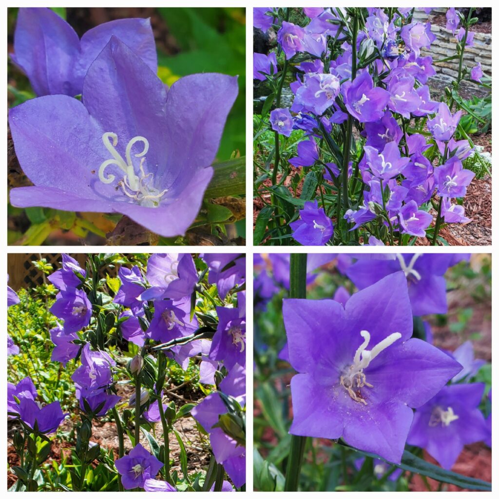 Beautiful Blue Garden Blooms - The Renaissance Garden Guy