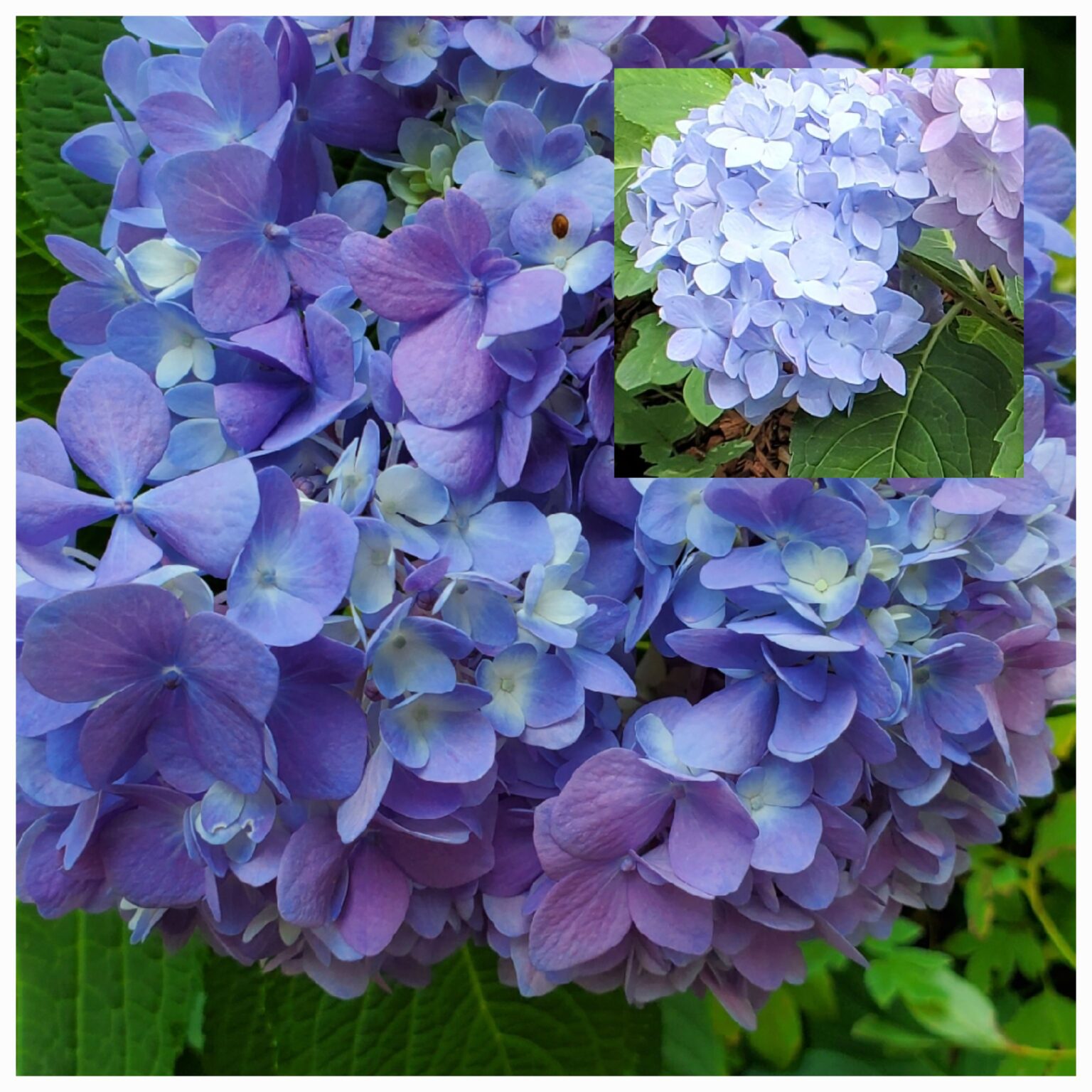 Beautiful Blue Garden Blooms - The Renaissance Garden Guy