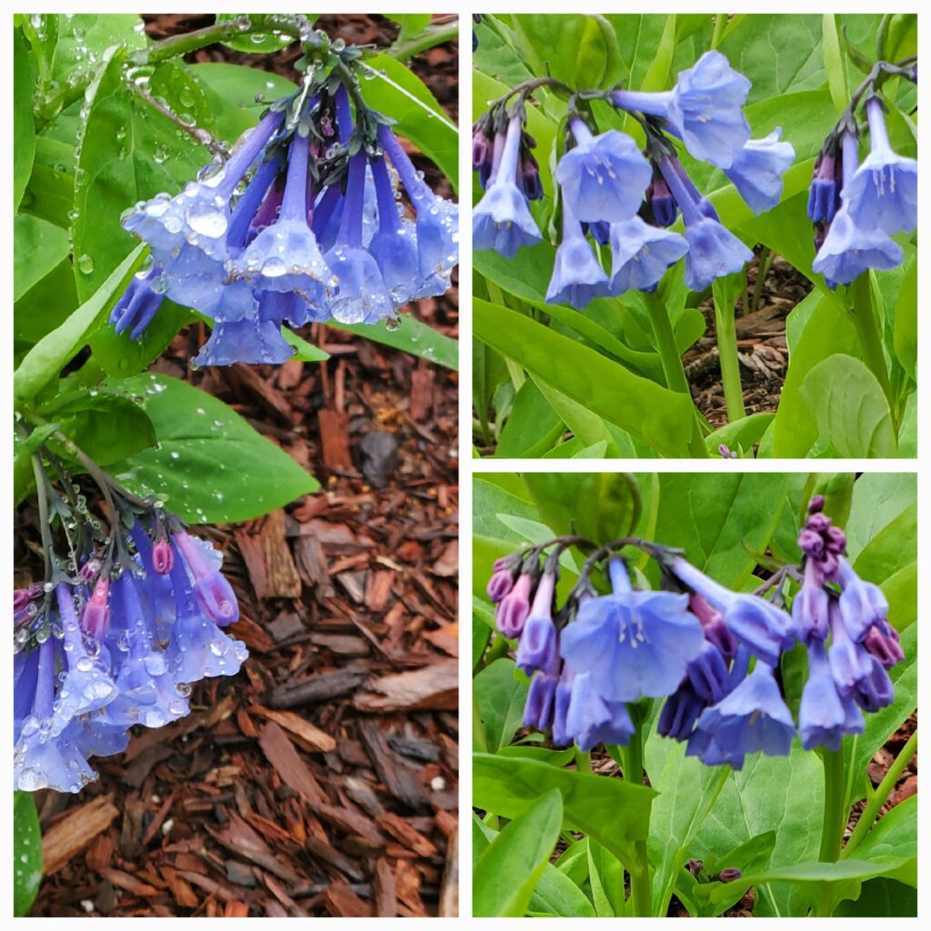 Beautiful Blue Garden Blooms - The Renaissance Garden Guy