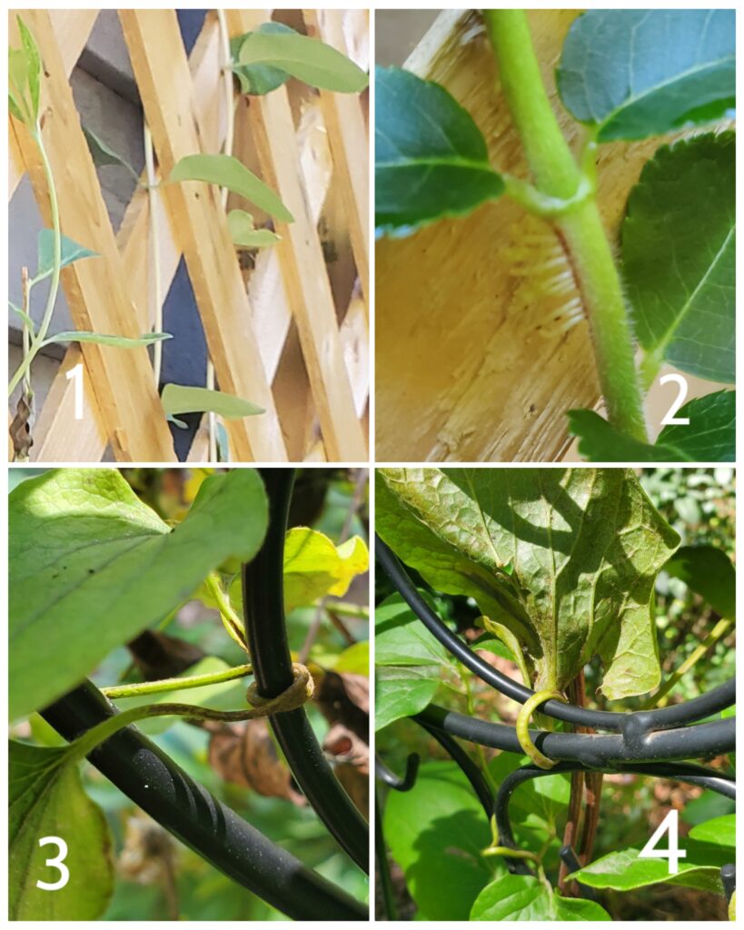How Do Climbing Vines Actually Climb? - The Renaissance Garden Guy