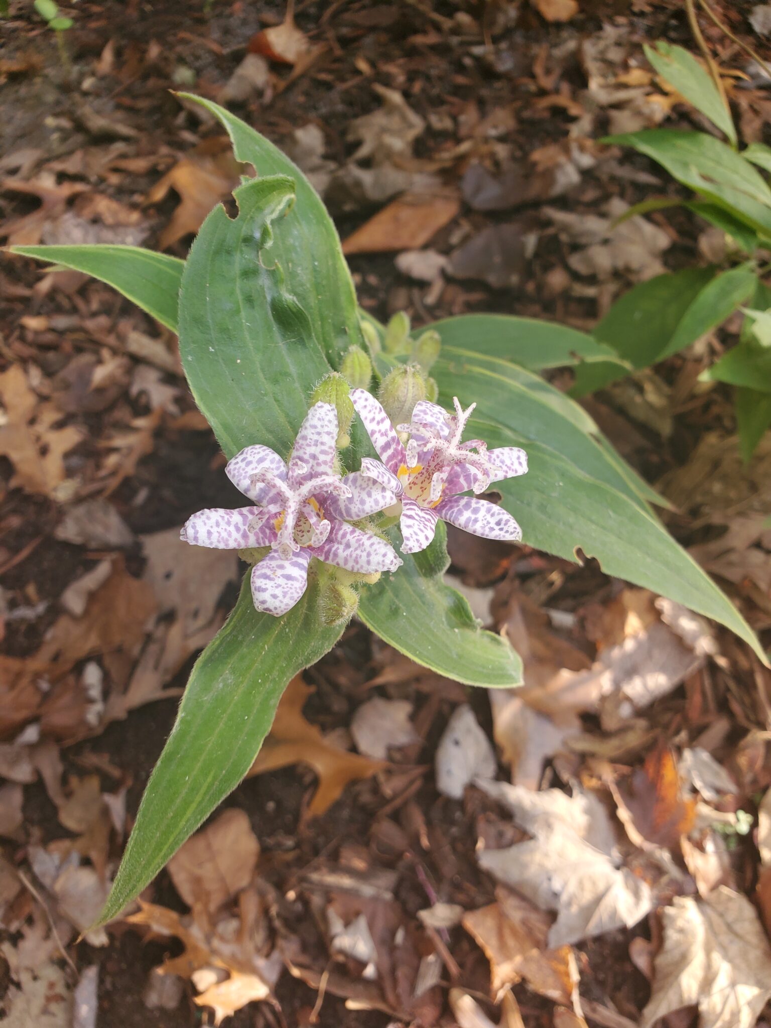 "What the Hell Is a Toad Lily?" - The Renaissance Garden Guy