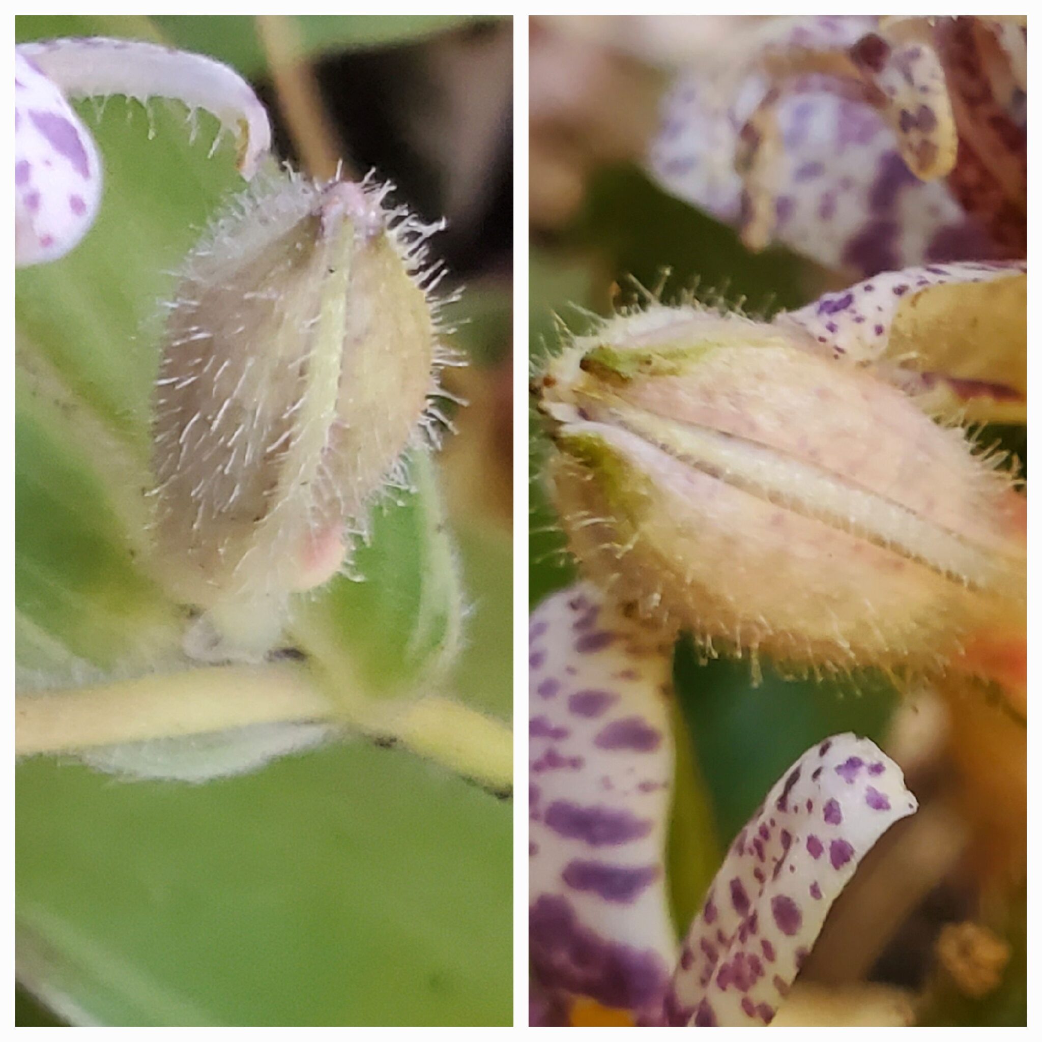 "What the Hell Is a Toad Lily?" - The Renaissance Garden Guy