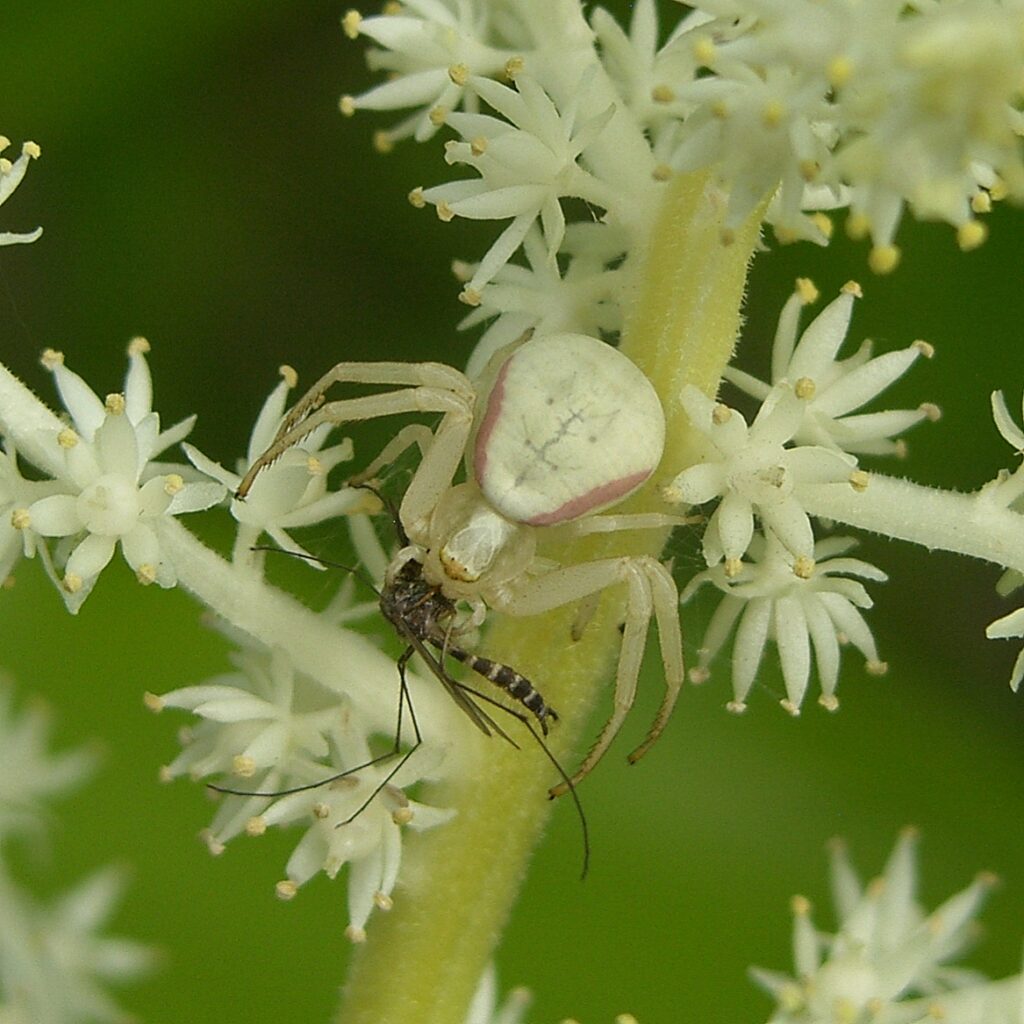 An Interview with a Citizen Scientist - The Renaissance Garden Guy