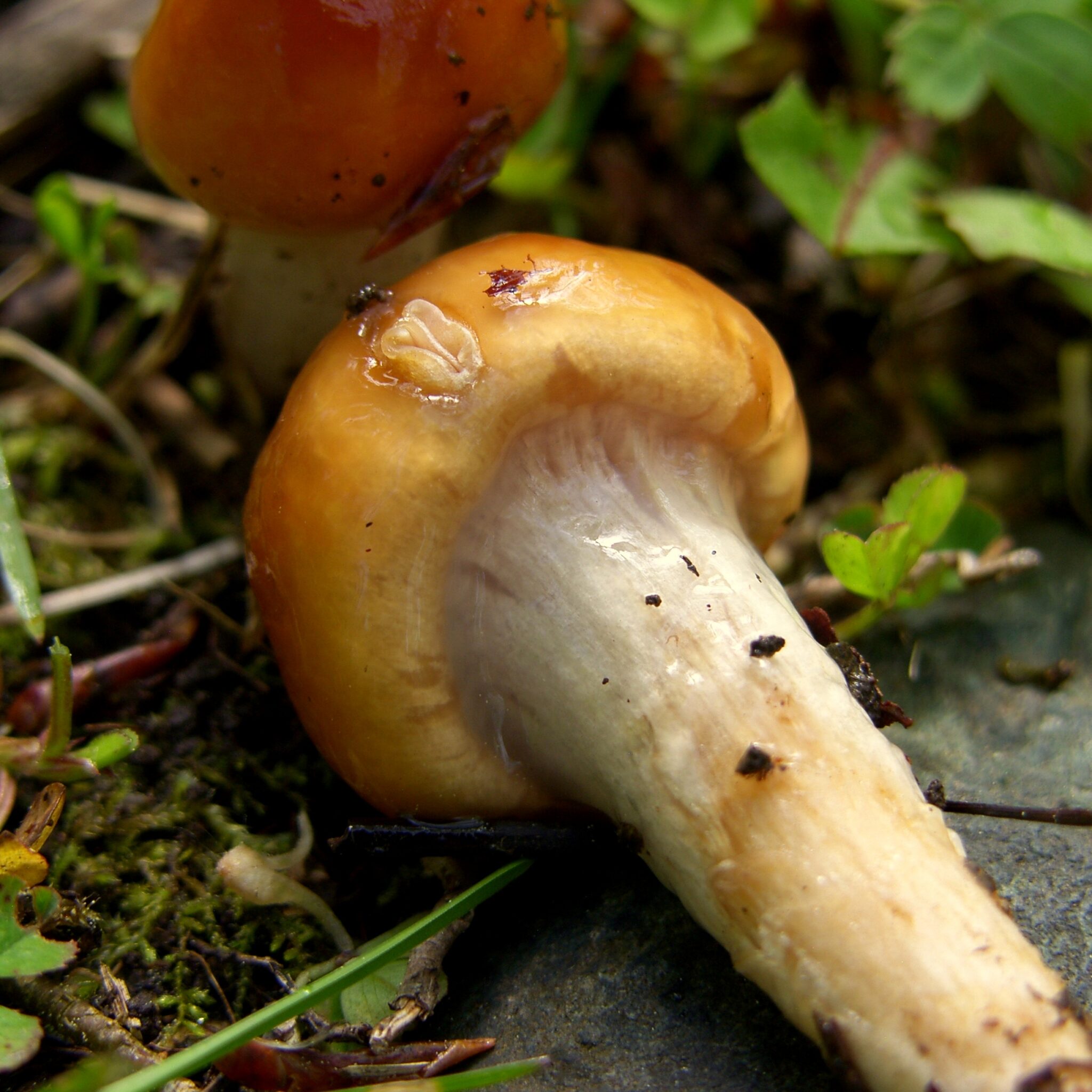 An Interview with a Citizen Scientist - The Renaissance Garden Guy