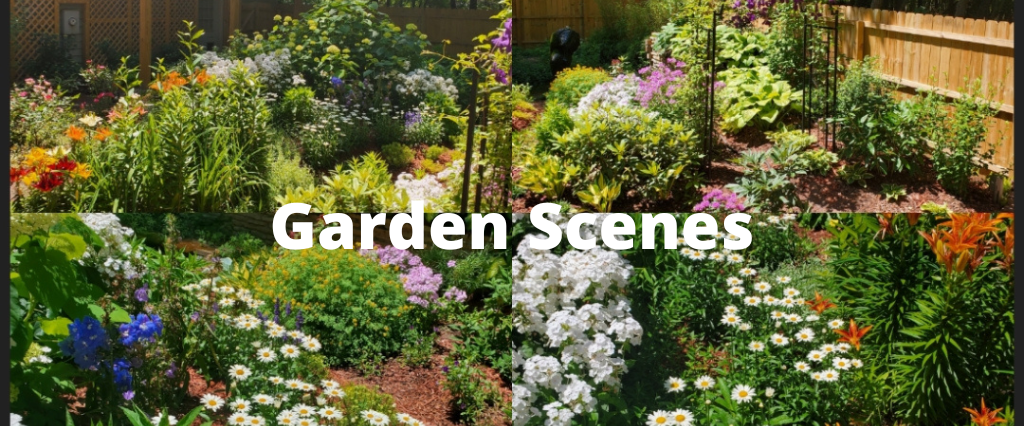 The Renaissance Garden Guy Photo Gallery - The Renaissance Garden Guy