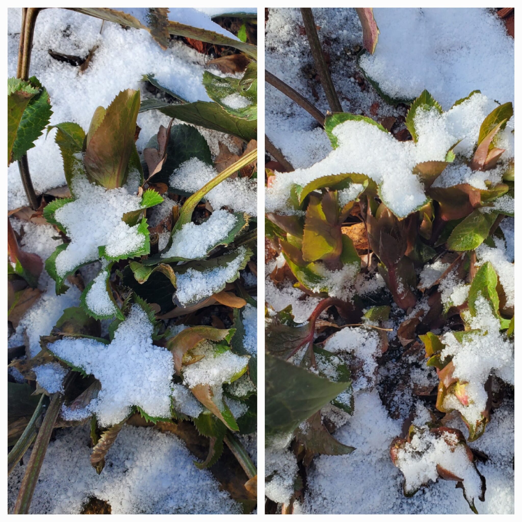 Growing Hellebores