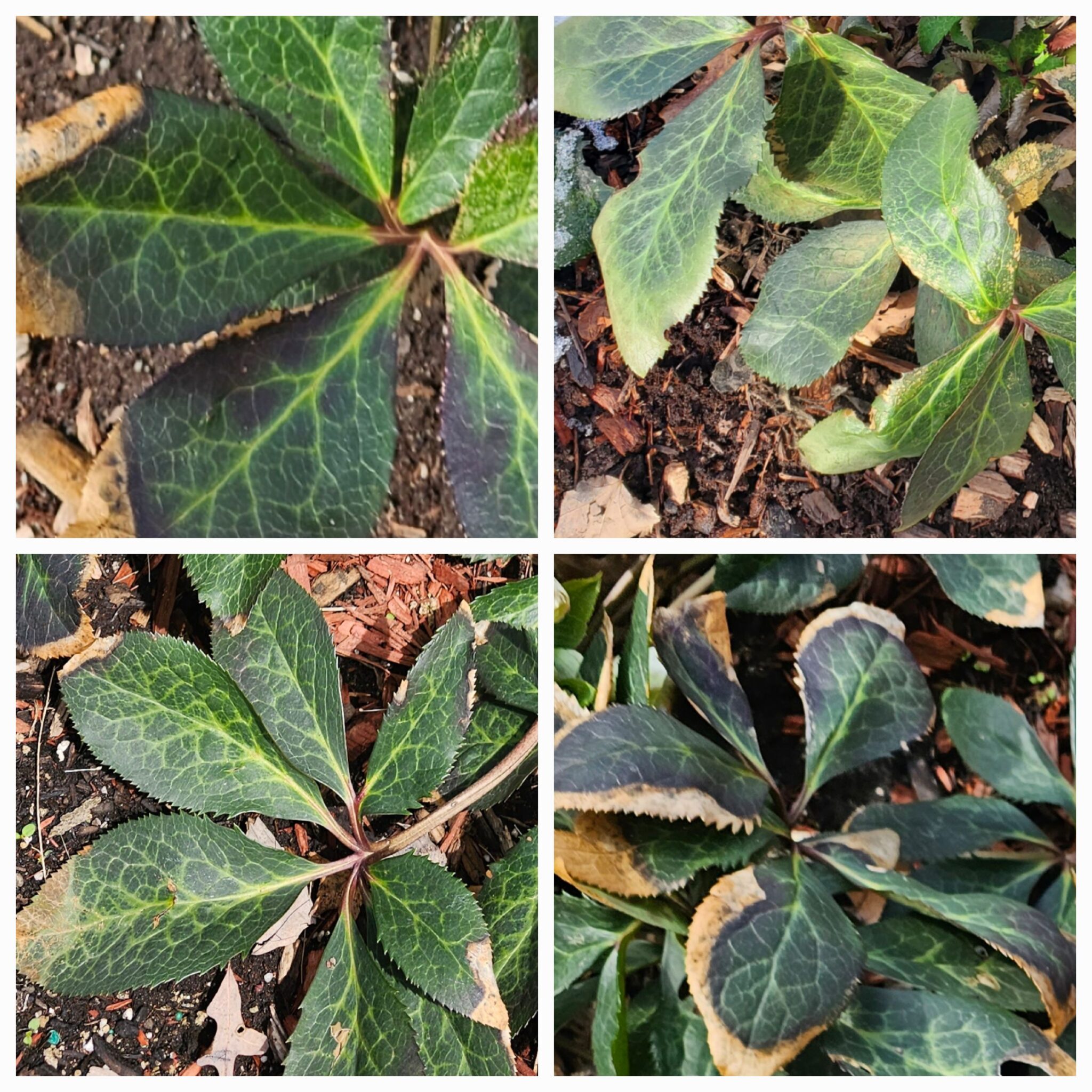 Growing Hellebores