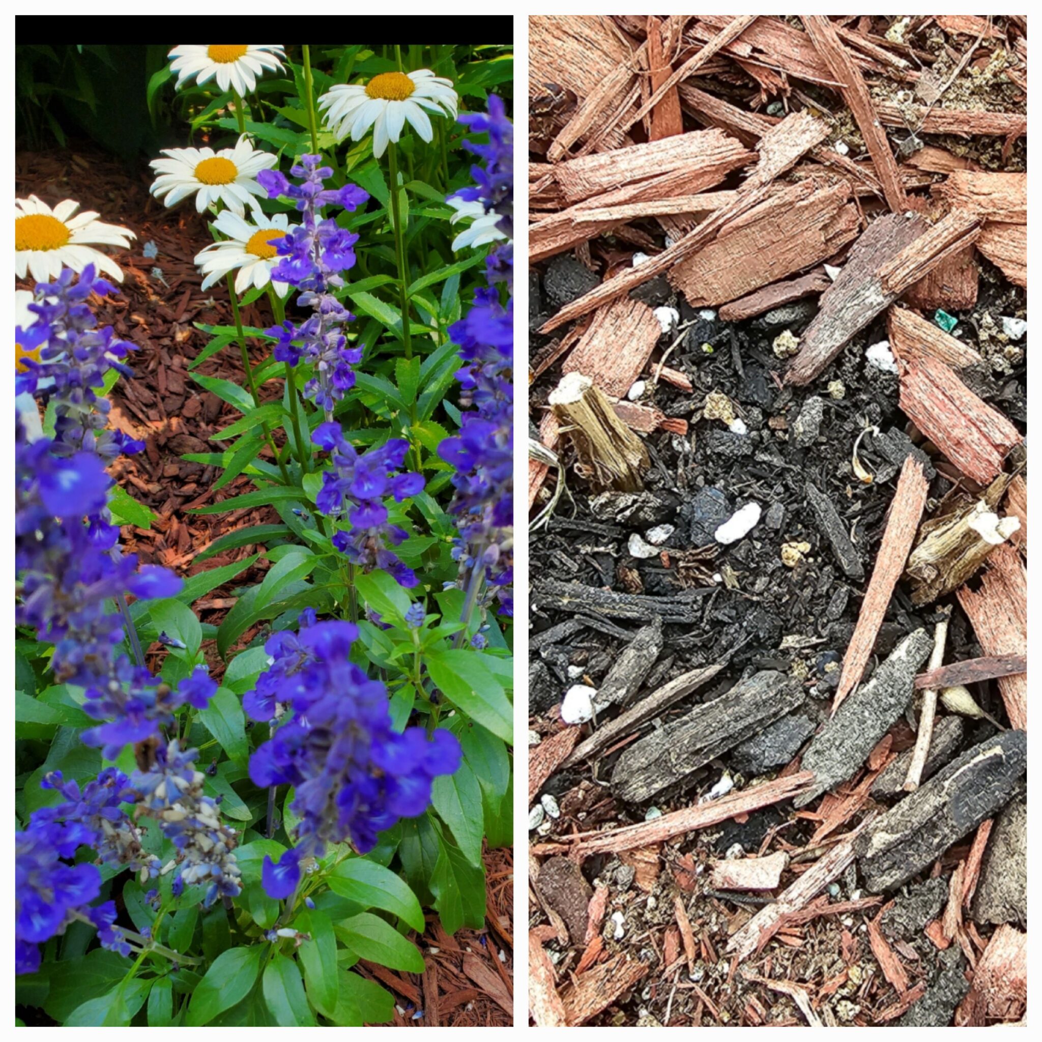 Salvia Mystic Spires Blue
