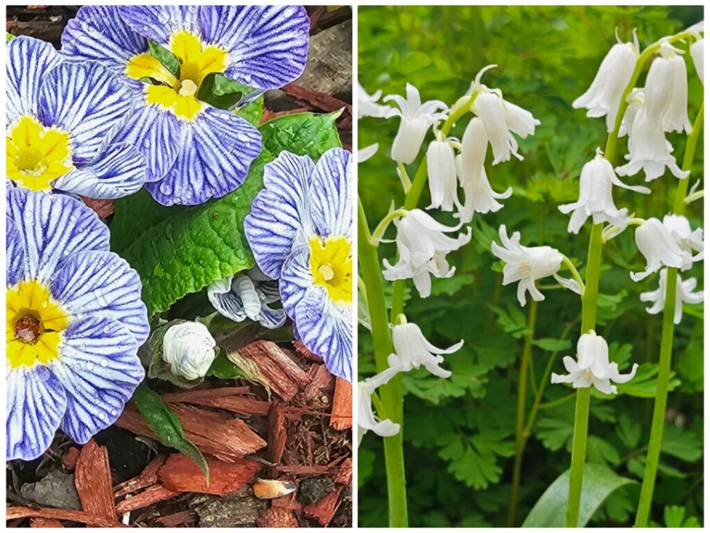 July Garden Update - The Renaissance Garden Guy