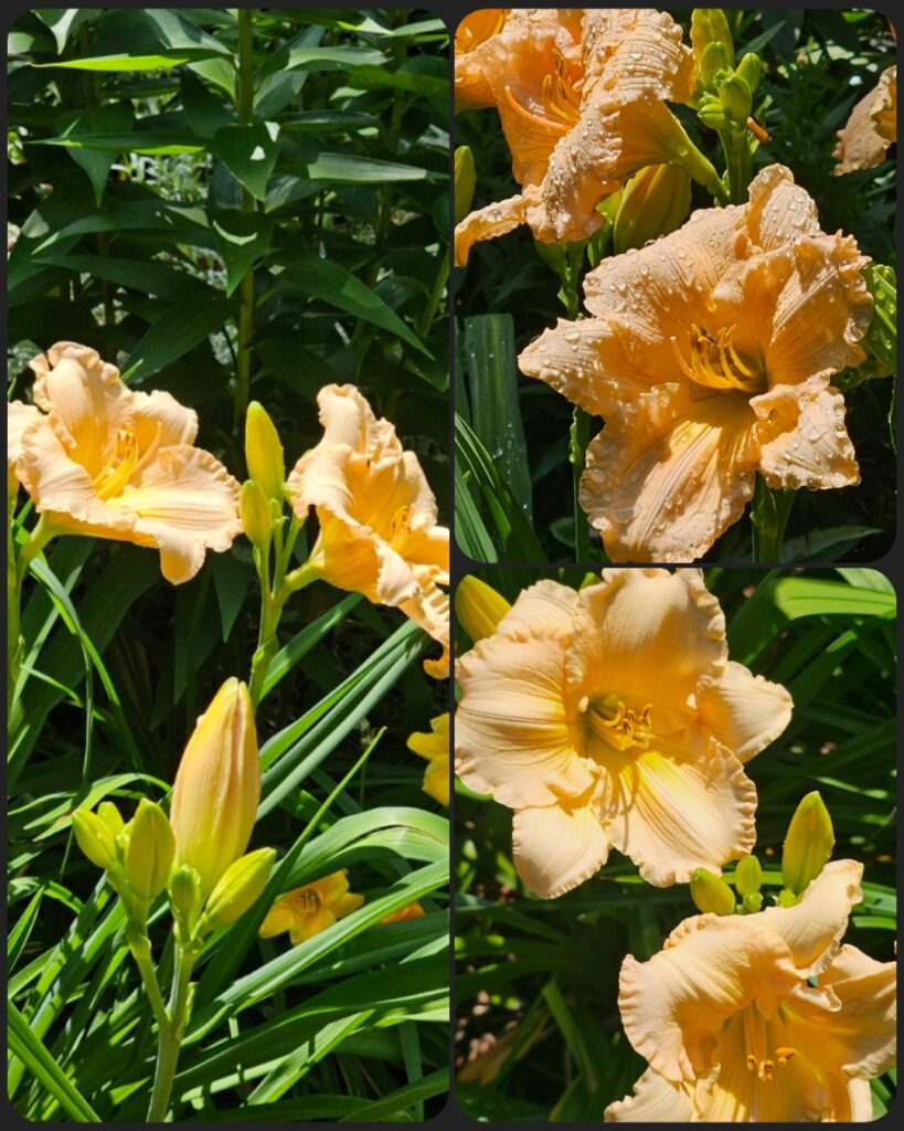 Daylilies - The Renaissance Garden Guy