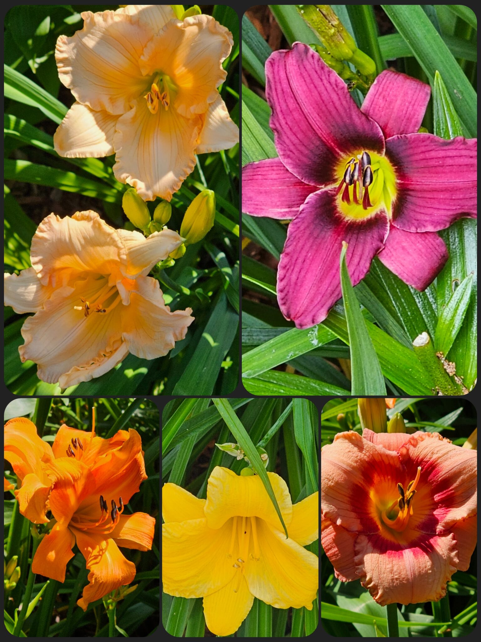 Daylilies - The Renaissance Garden Guy