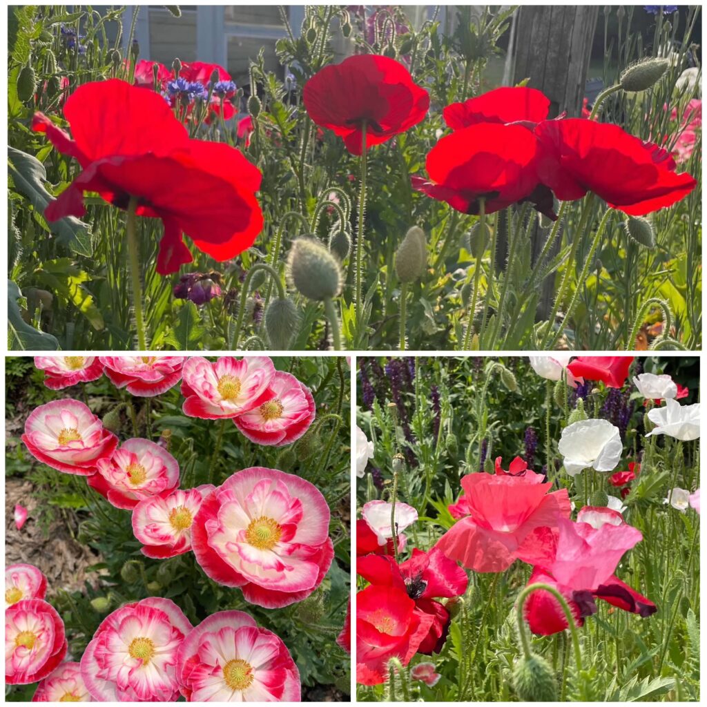 Readers Show Me Your Gardens!!! 2023