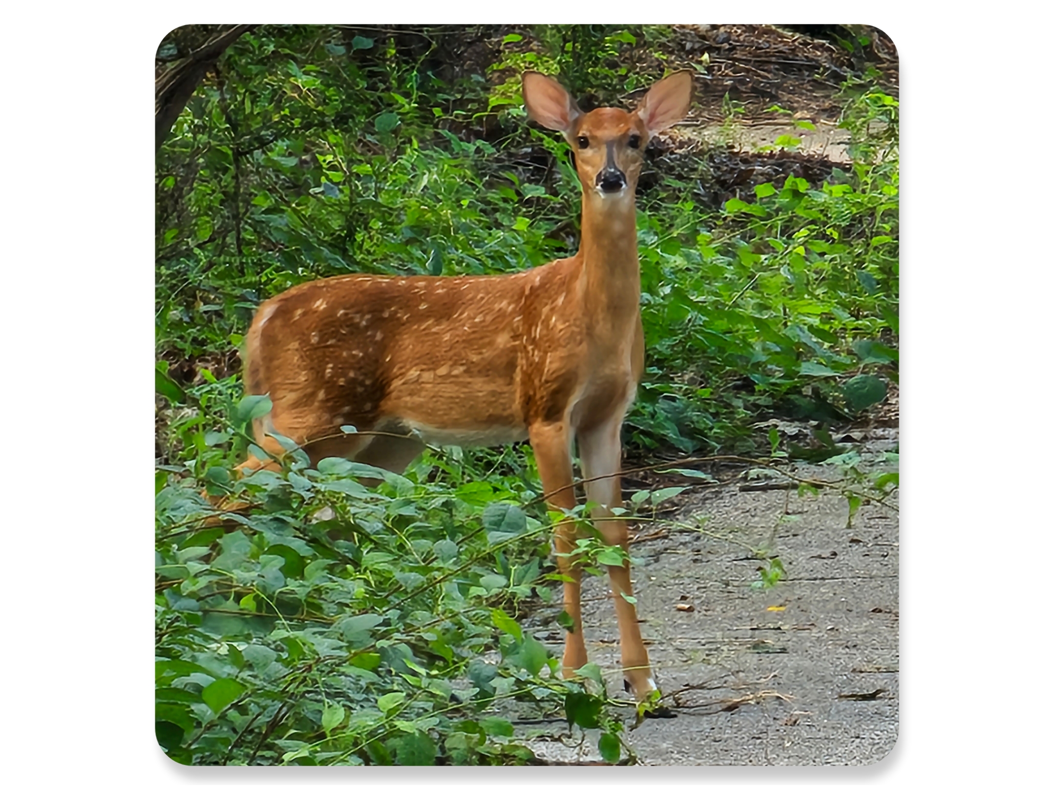 How to Protect Your Ornamental Plants from Deer - The Renaissance ...