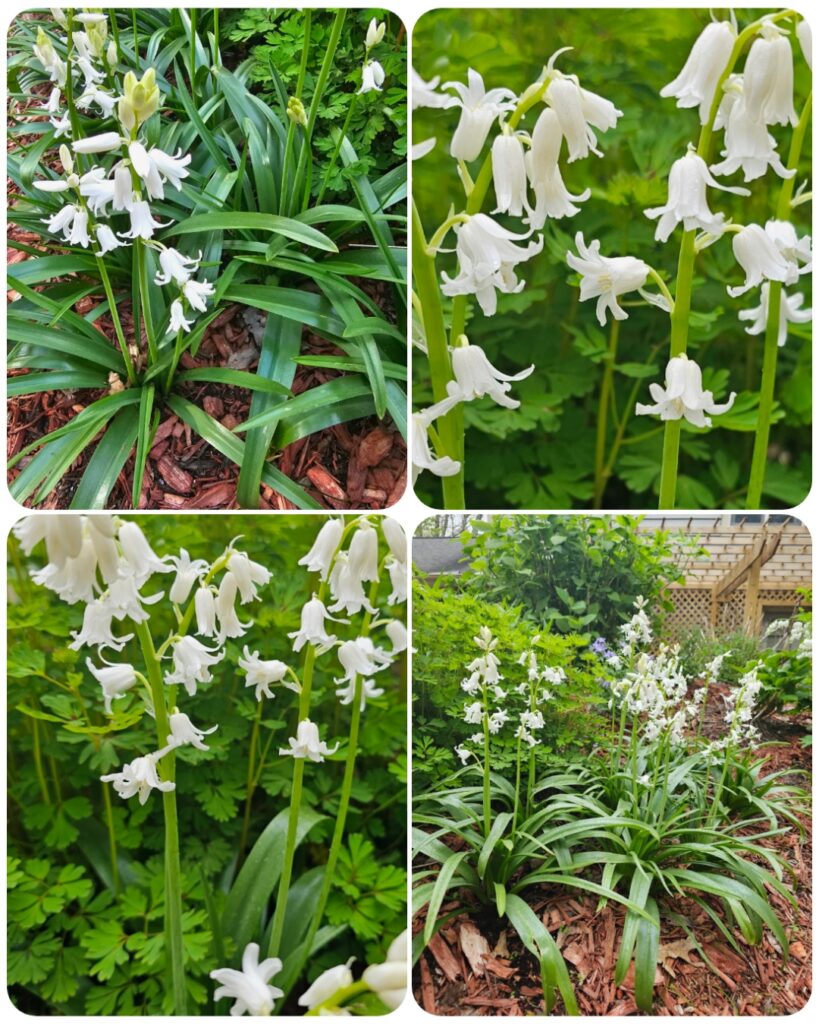 Great Bulbs for Fall Planting - The Renaissance Garden Guy