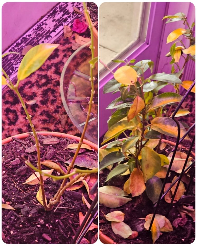 Plant Shock - The Renaissance Garden Guy