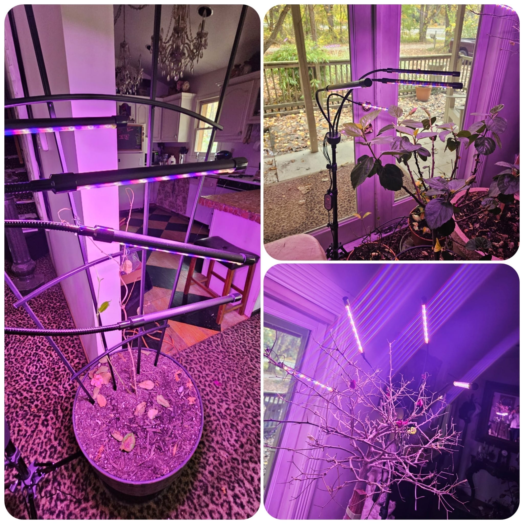 Plant Shock