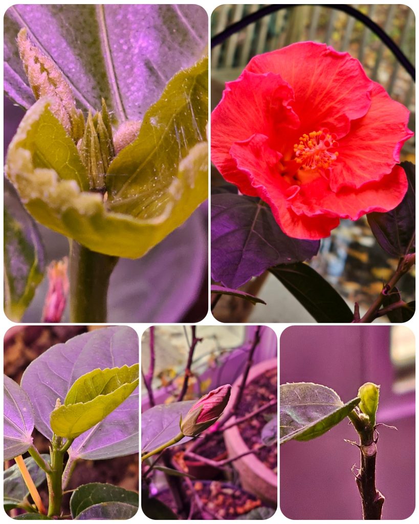 Plant Shock - The Renaissance Garden Guy