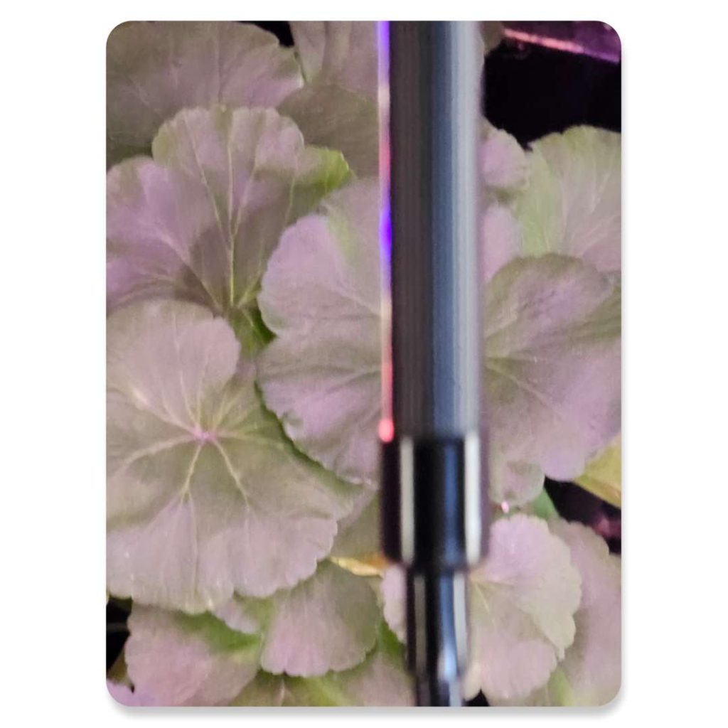 Plant Shock